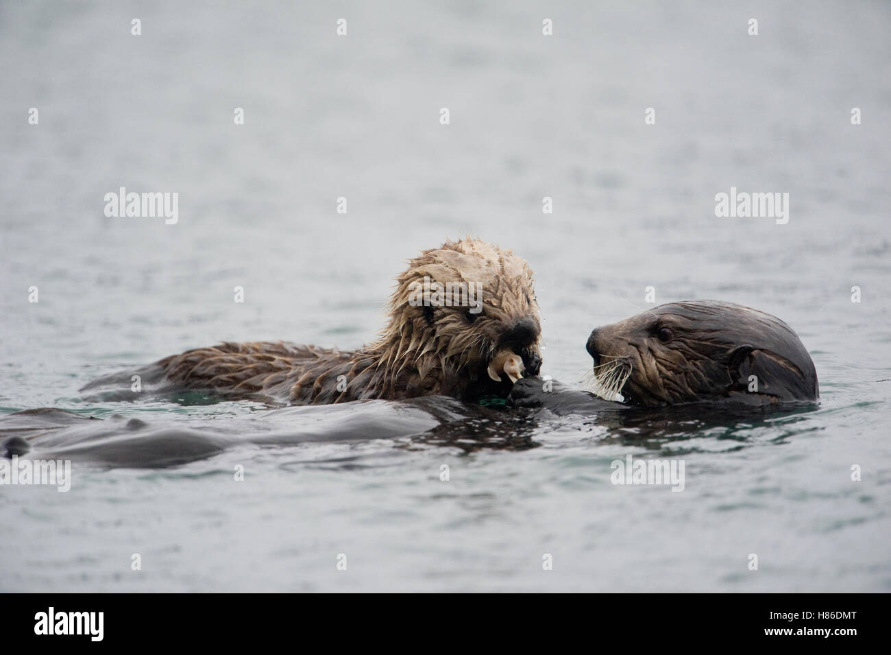 Sea Otter (Enhydra lutris) mother feeding pup, Alaska Stock Photo - Alamy