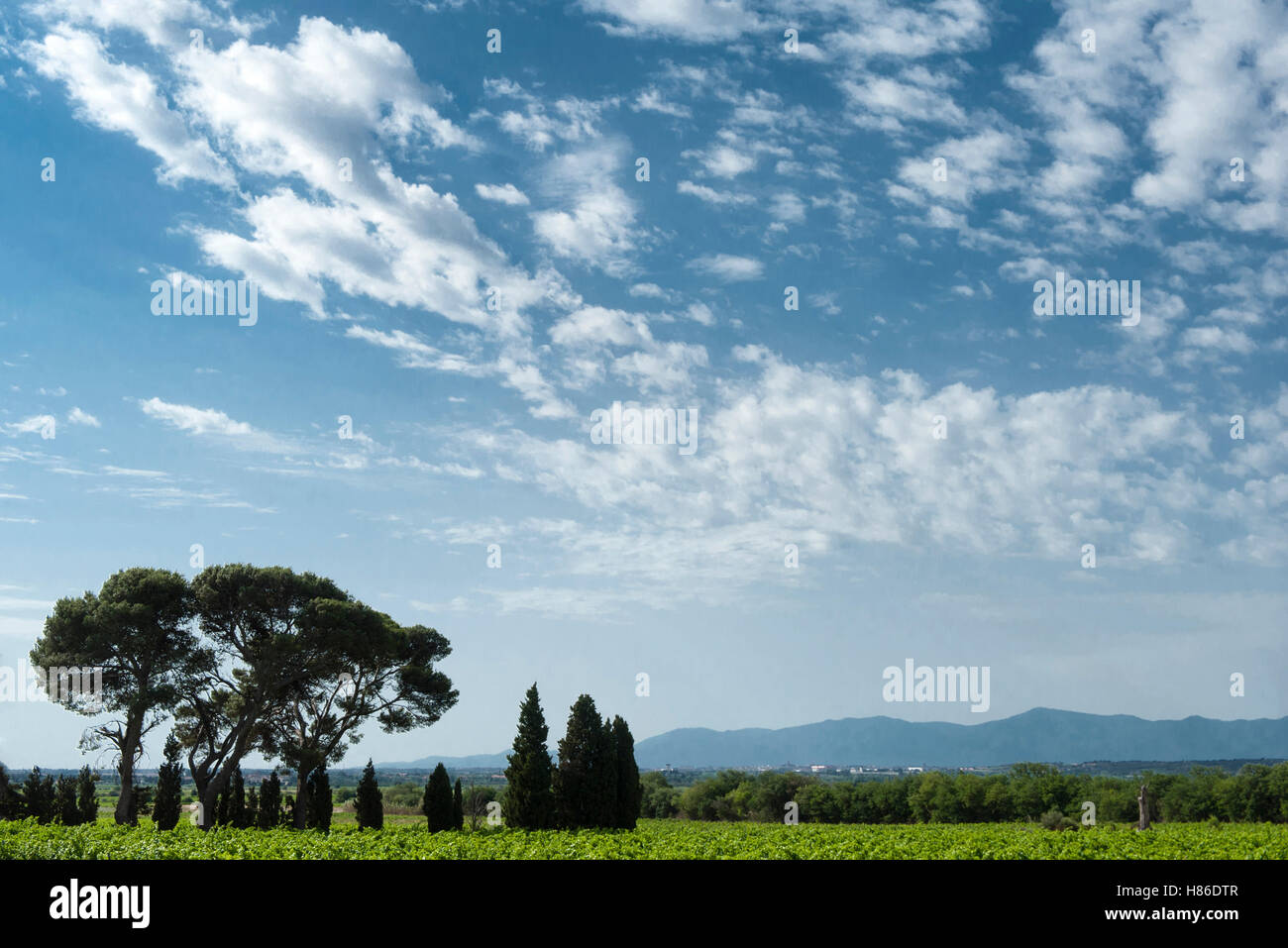 Wine, pine trees and the Pyrenees mountains as backdrop - a typical ...