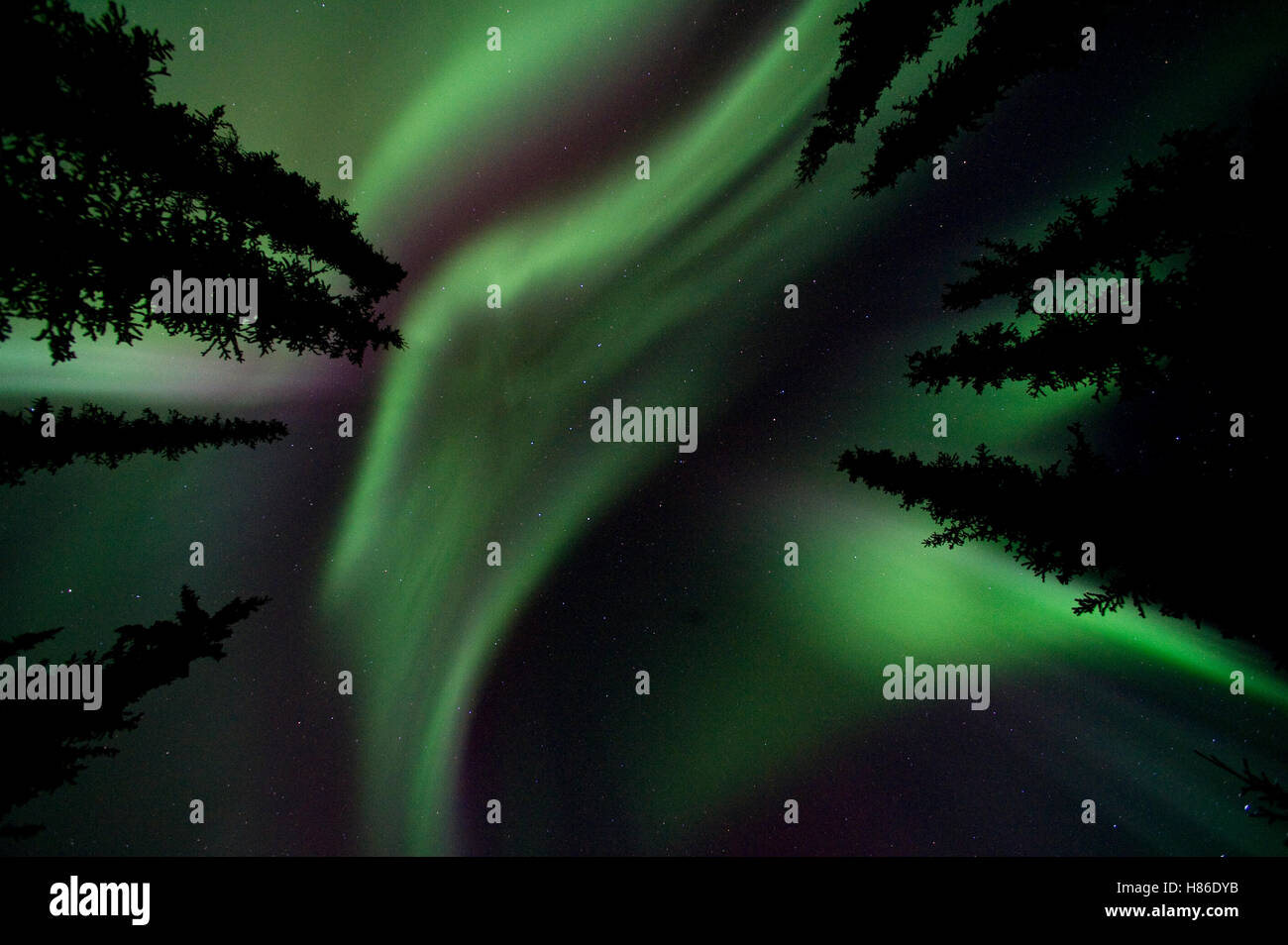 Aurora borealis and boreal forest, Alaska Stock Photo - Alamy