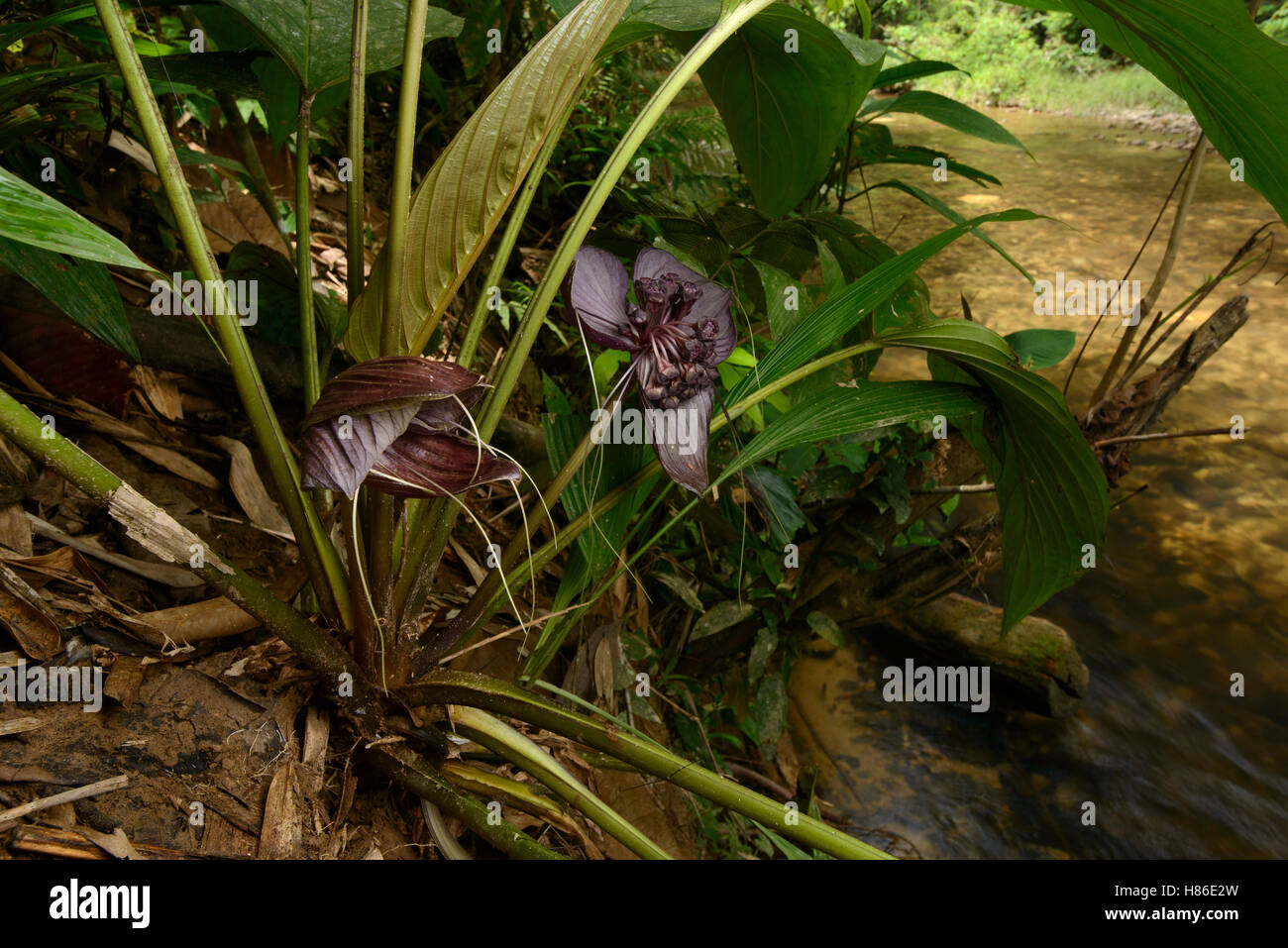 Bornean Bat Flower (Tacca borneensis) flowers, which generate their own ...