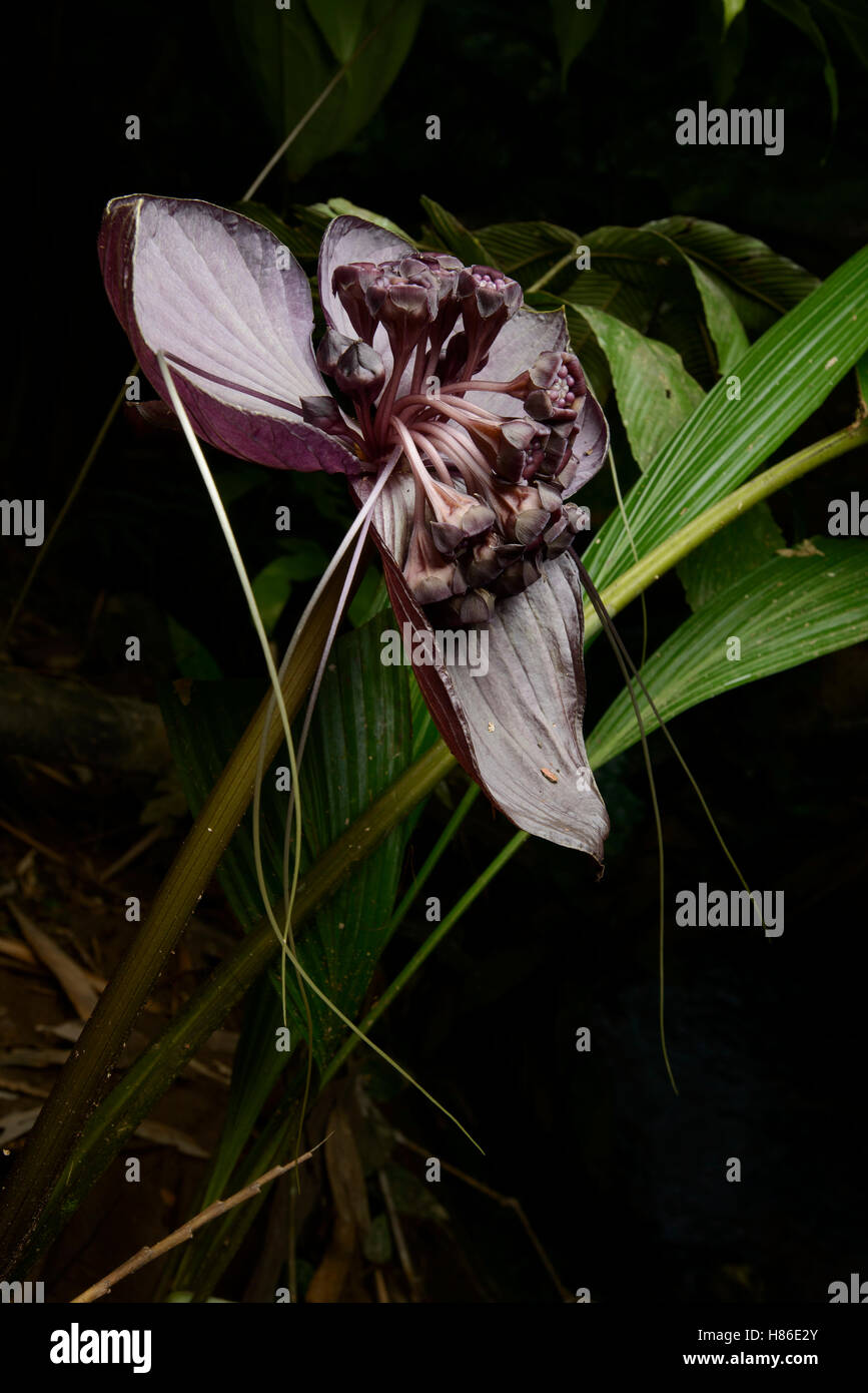 Bornean Bat Flower (Tacca borneensis) flowers, which generate their own ...