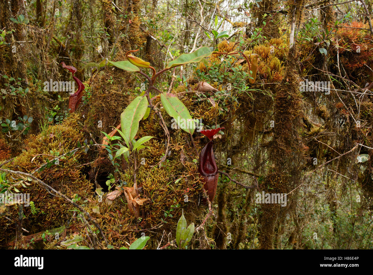 Pitcher Plant (Nepenthes maxima), moss and other vegetation growing on ...