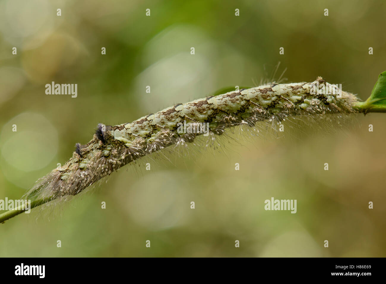 Tent Caterpillar Moth (Lebeda sp) caterpillar with urticating hairs ...