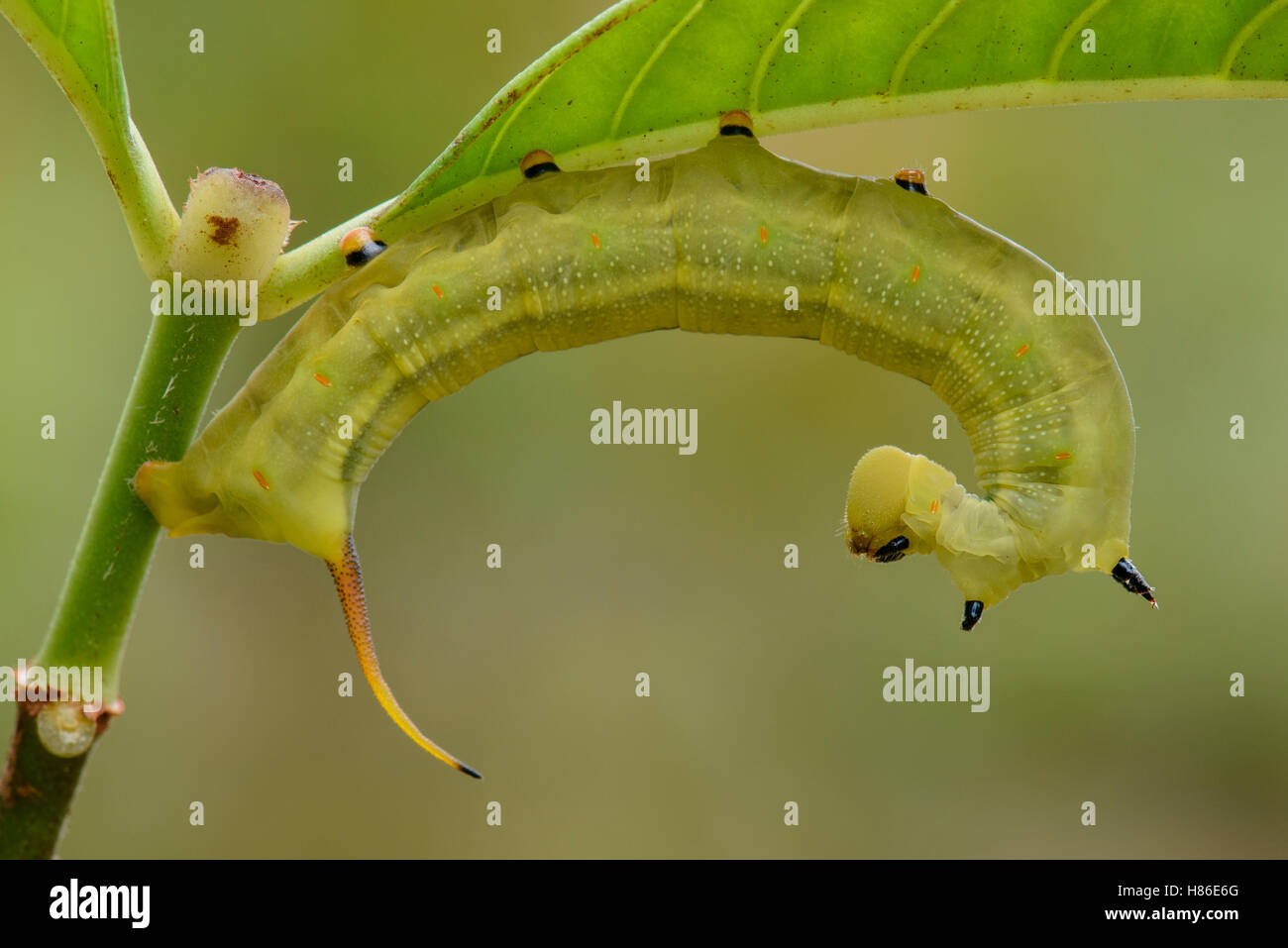 Hawk Moth (Sphingidae) caterpillar, Indonesia Stock Photo - Alamy