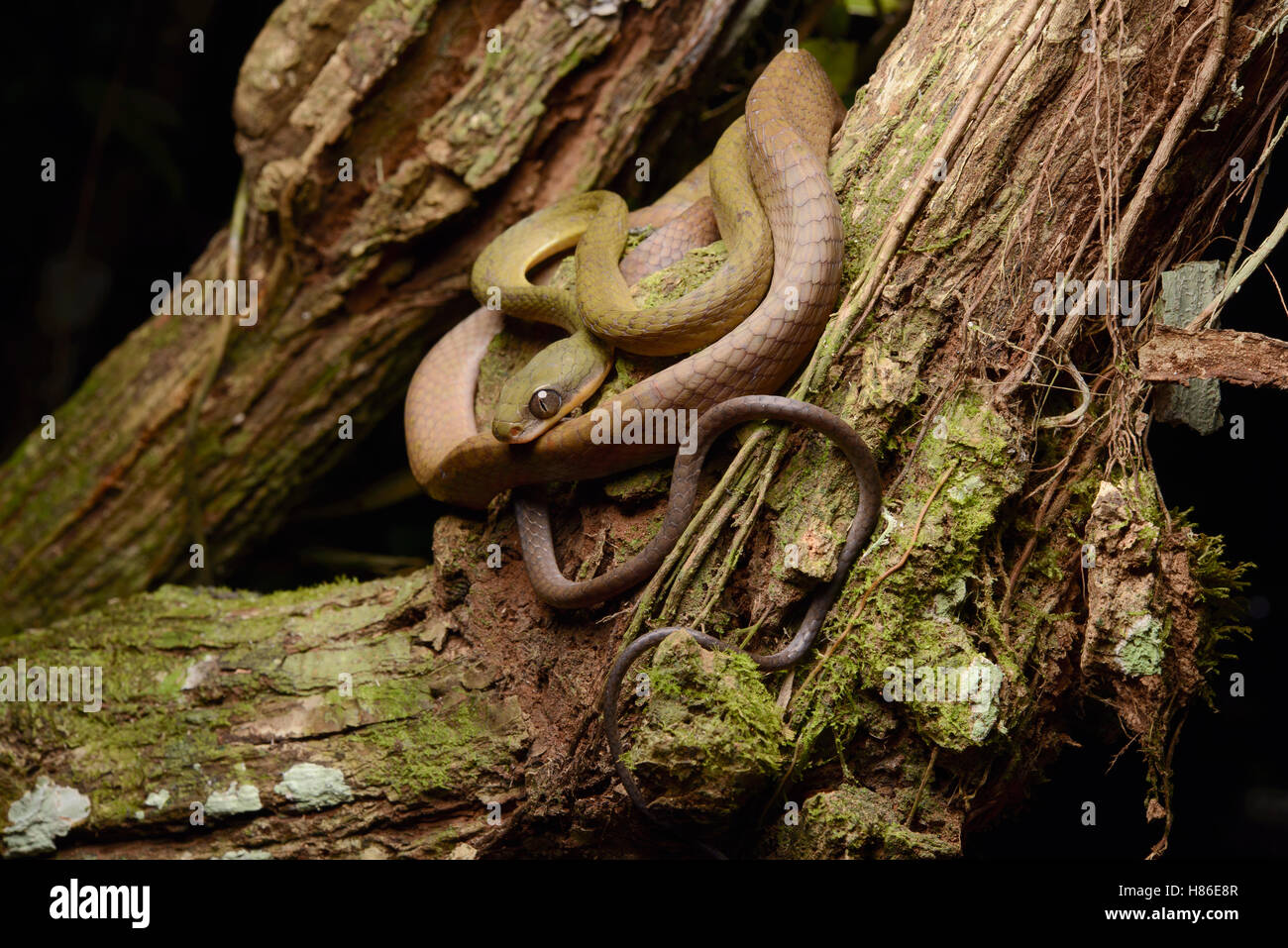 Black-headed Cat Snake (Boiga nigriceps), Danum Valley Field Center ...