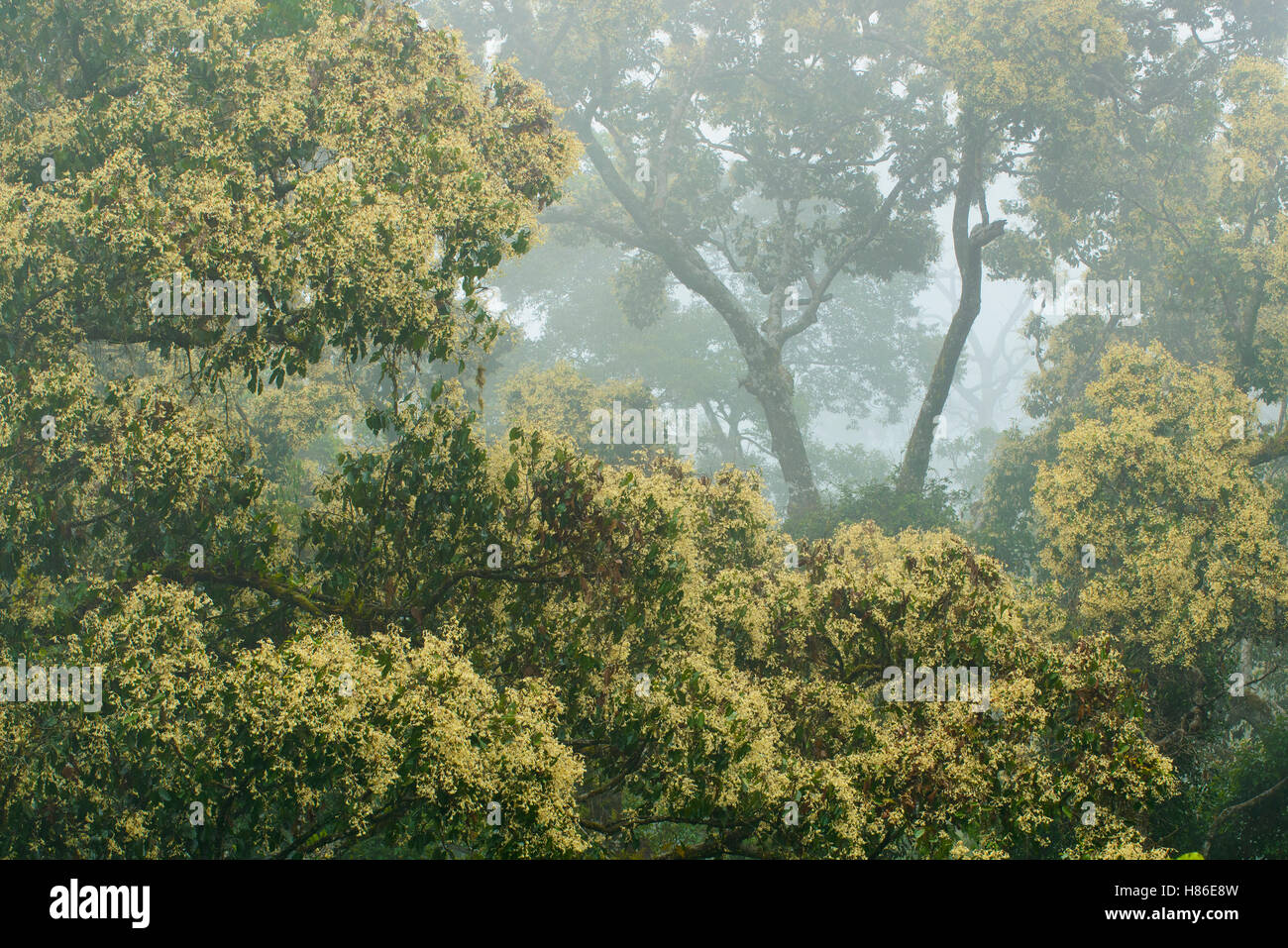 Philippine Mahogany (Shorea almon) blooming during mass flowering ...