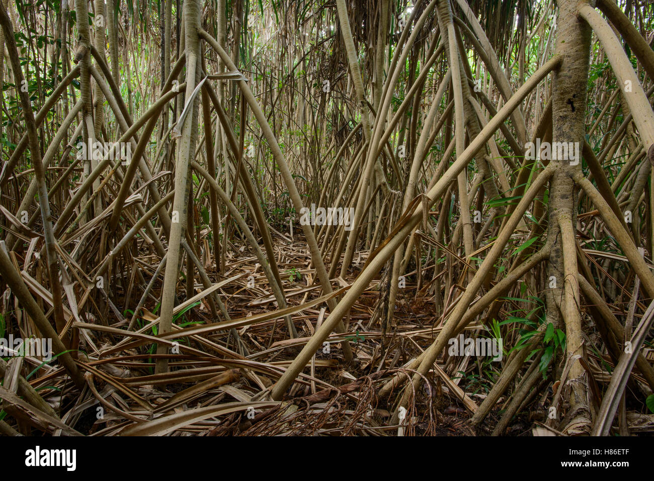 Stilt Root Screw Pine