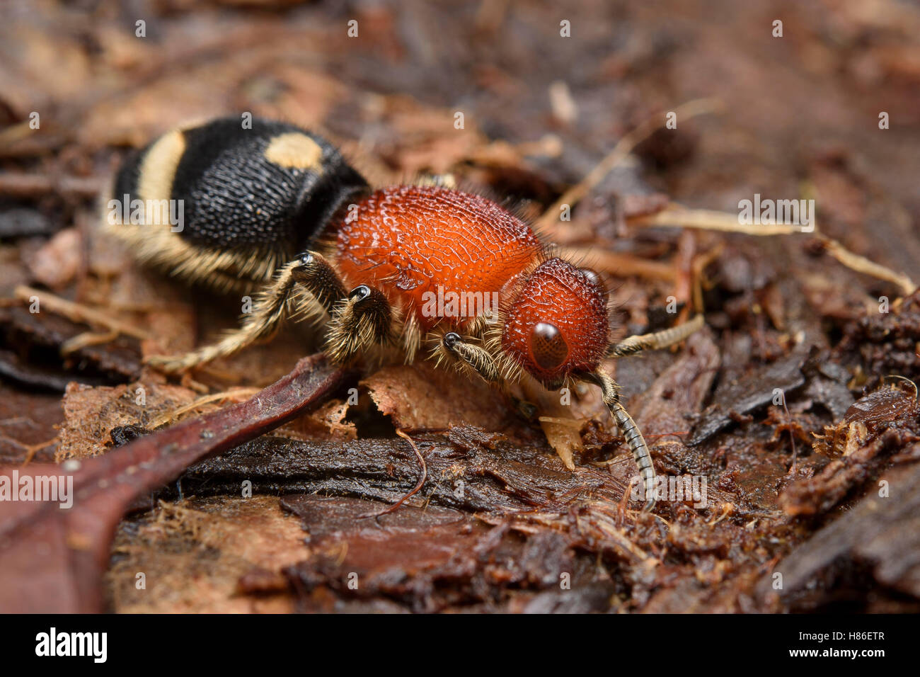 Velvet Ant (Mutillidae), a wasp that mimicks ants, female, Malaysia ...