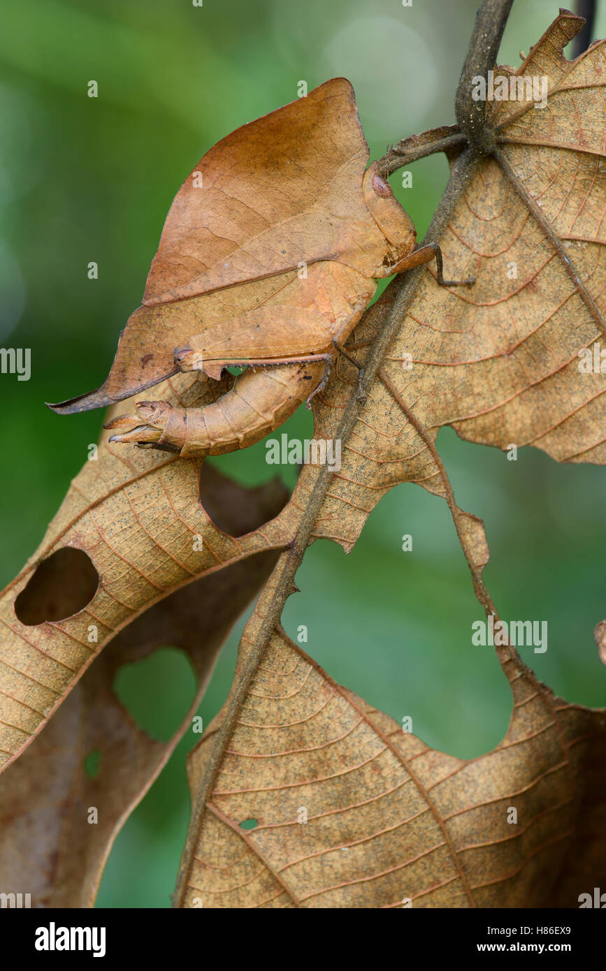 Grasshopper (Chorotypus sp) mimicking leaf, Malaysia Stock Photo - Alamy