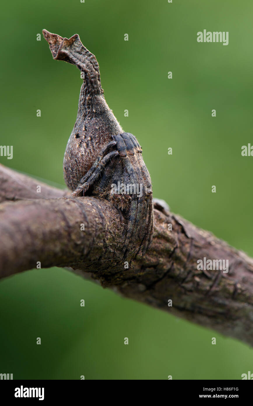 Twig Spider (Poltys elevatus) mimicking petiole, Sama Jaya Nature ...