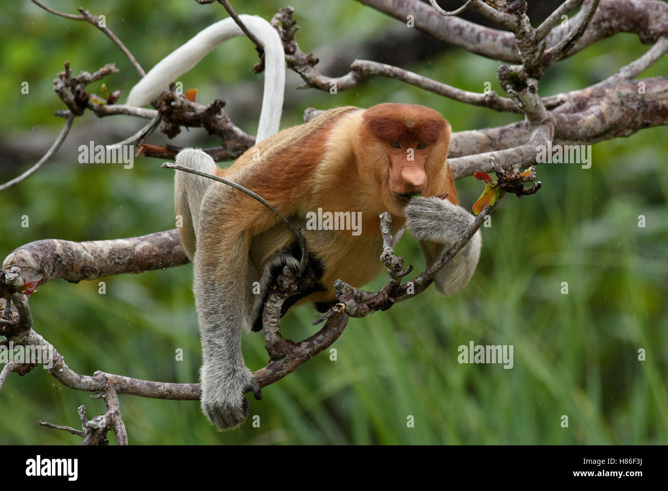 Proboscis Monkey (Nasalis larvatus) male feeding on Indian Almond ...