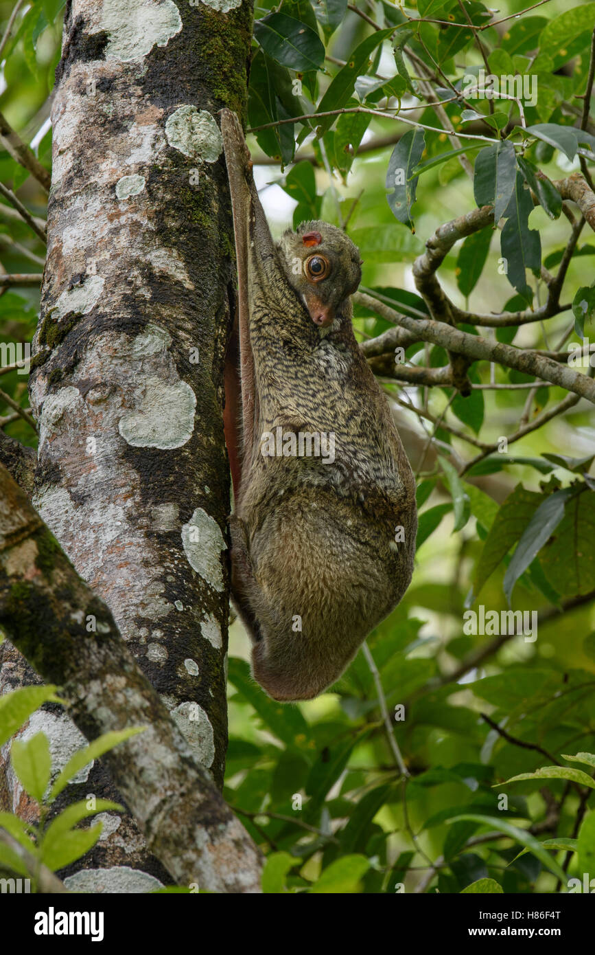 Sunda Flying Lemur (Galeopterus variegatus) female, Malaysia Stock ...