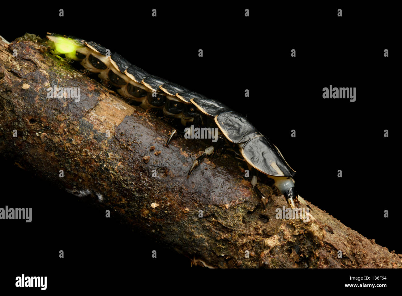 Glow Worm (Lamprigera sp) neotenic female, Gunung Penrissen, Borneo ...