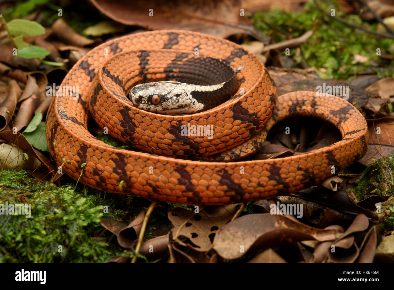 Malayan Slug Snake (Asthenodipsas malaccanus) juvenile, Malaysia Stock ...
