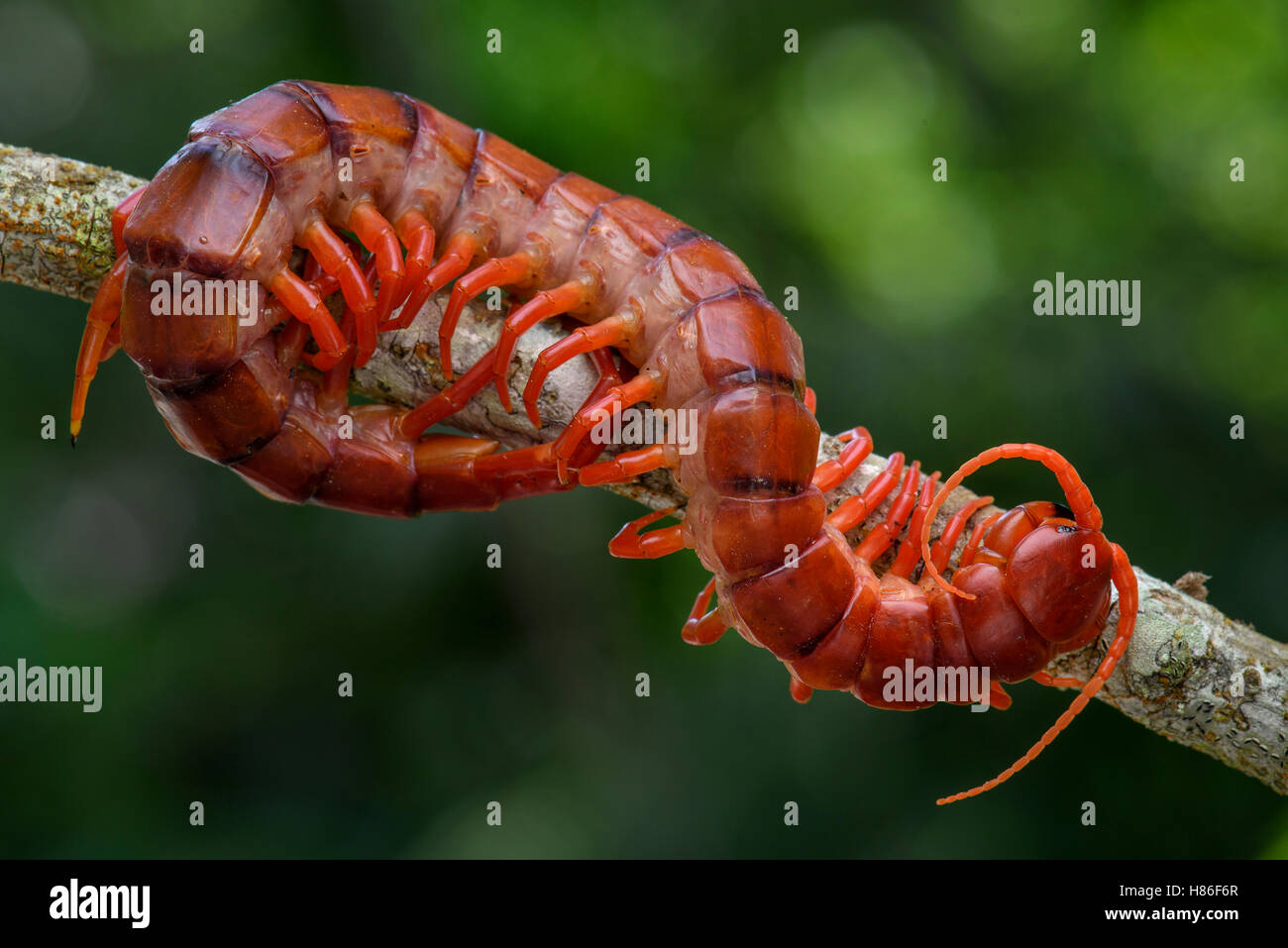 Centipede (Scolopendra sp), Malaysia Stock Photo - Alamy