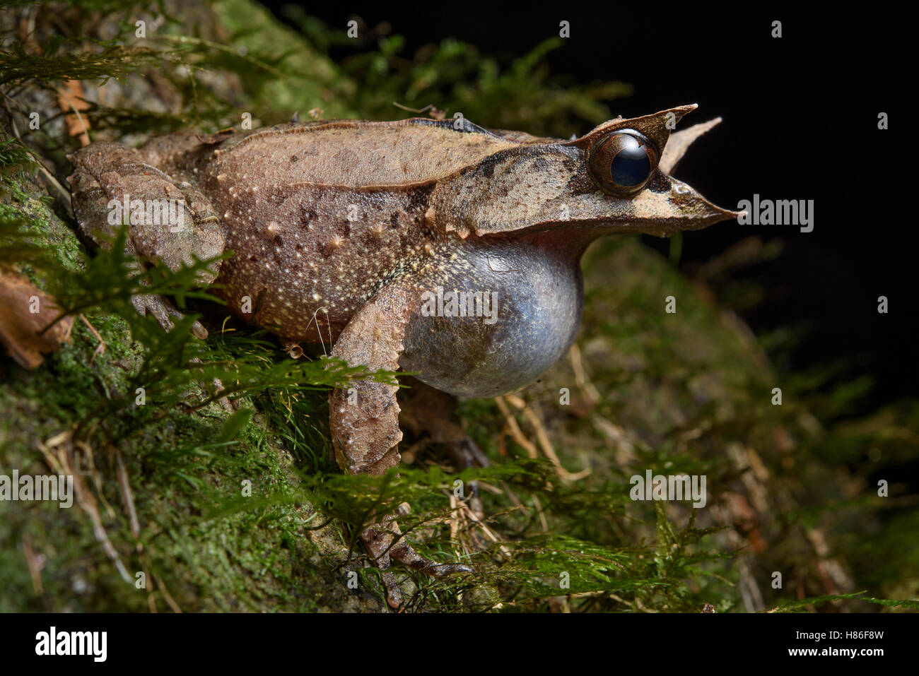 Asian Horned Frog (Megophrys nasuta) calling, Malaysia Stock Photo - Alamy
