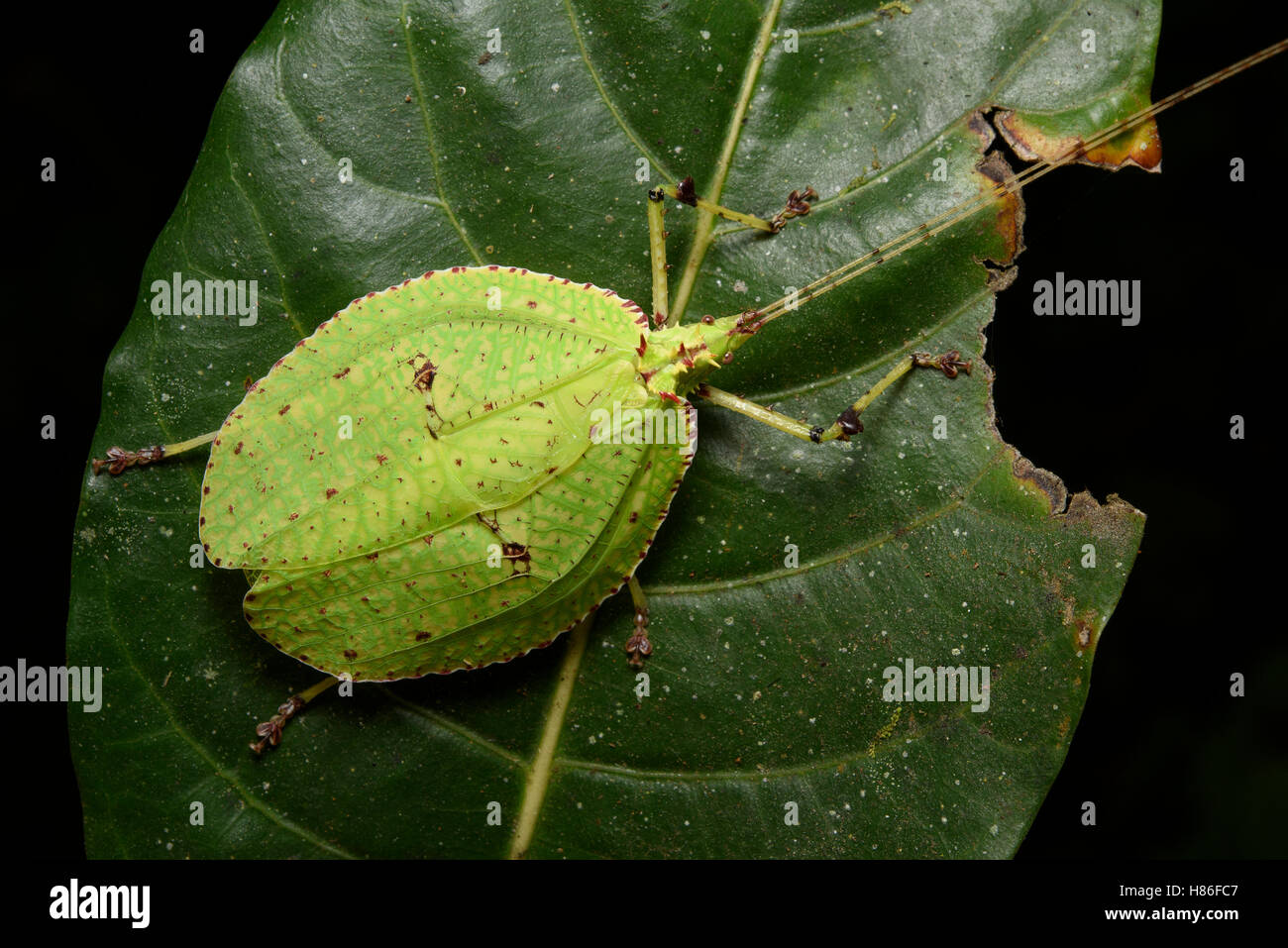 Katydid (Despoena spinosa) male, Malaysia Stock Photo - Alamy
