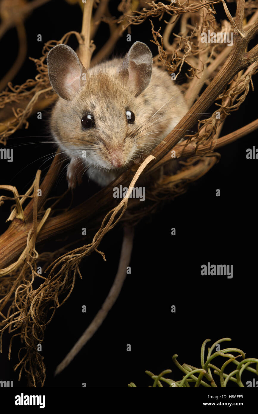 Deer Mouse (Peromyscus maniculatus) in Giant Coreopsis (Coreopsis ...