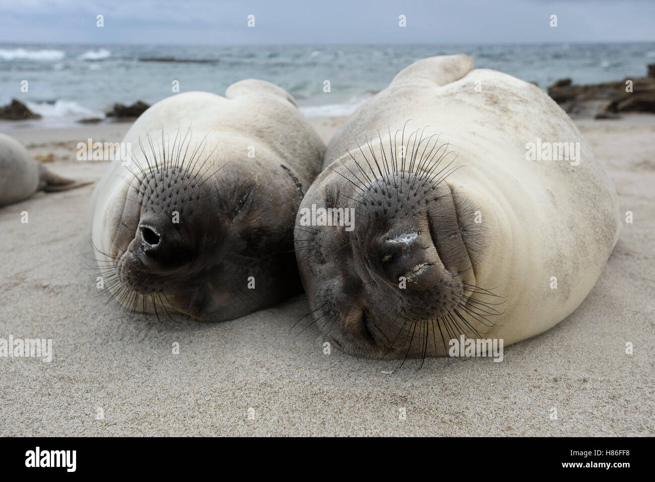 Northern Elephant Seal (Mirounga angustirostris) juveniles sleeping ...