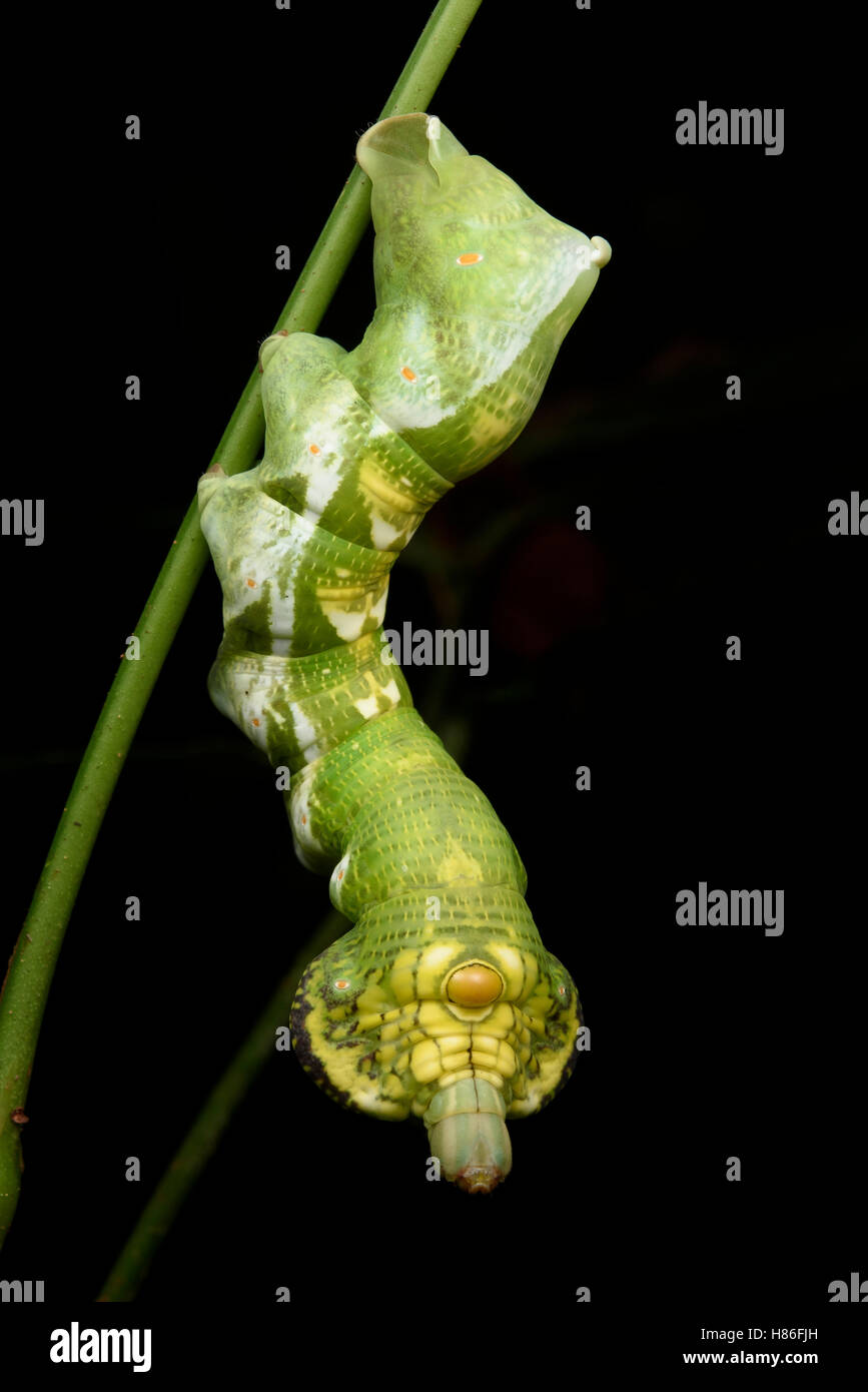 Sphinx Moth (Elibia dolichus) caterpillar, Malaysia Stock Photo - Alamy