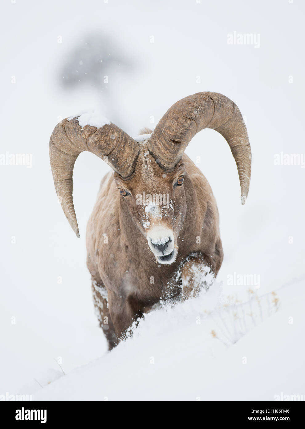 Bighorn Sheep (Ovis canadensis) ram in snow, Yellowstone National Park ...