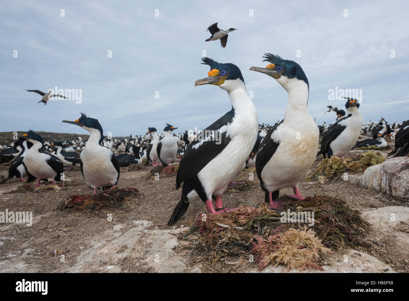 Blue-eyed Cormorant (Phalacrocorax atriceps) pair at nest in rookery ...