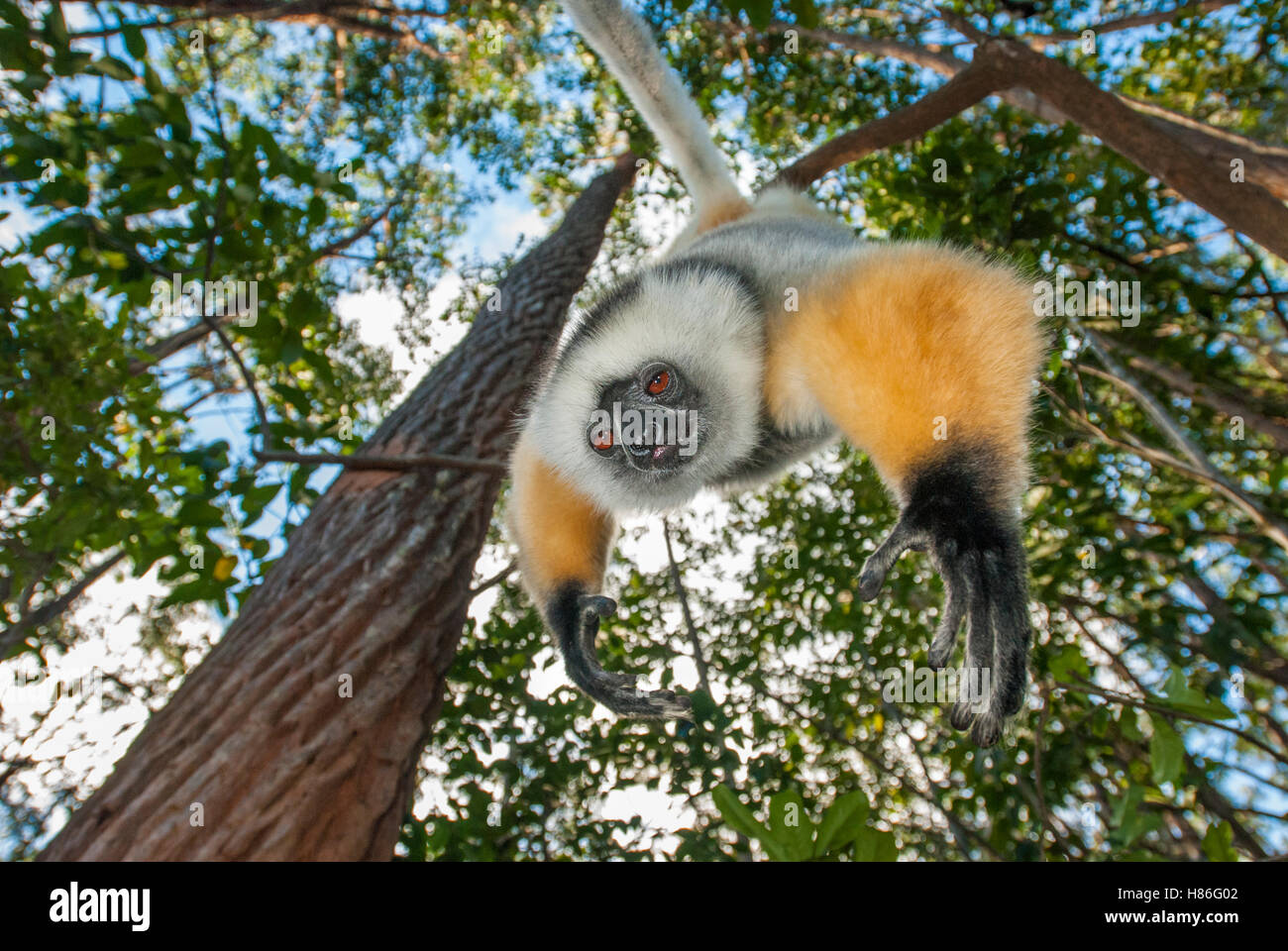 Diademed Sifaka (Propithecus diadema) hanging in tree, Perinet Nature ...