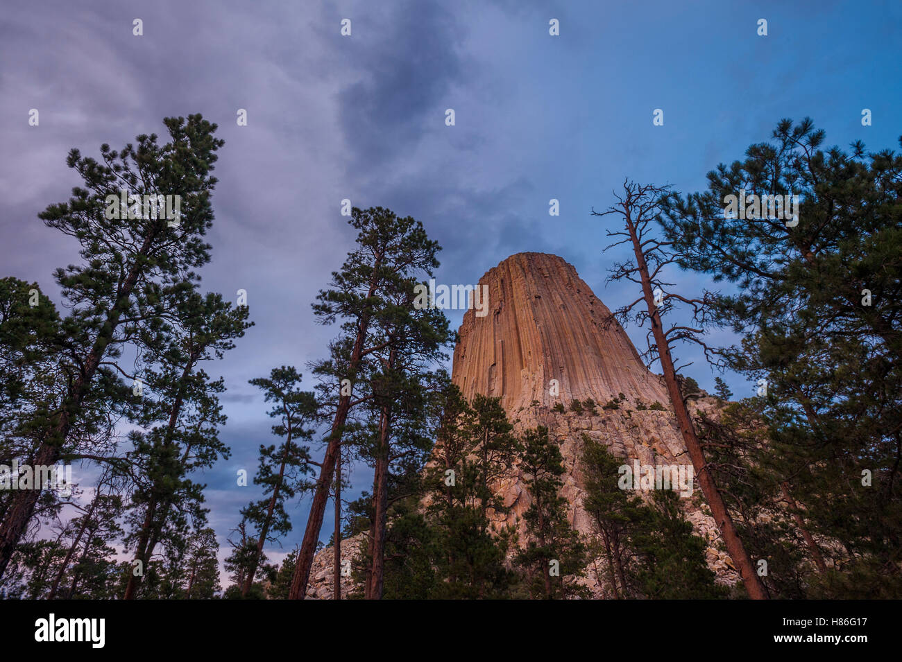 Pine (Pinus sp) trees and rock formation, Devils Tower, Devils Tower ...