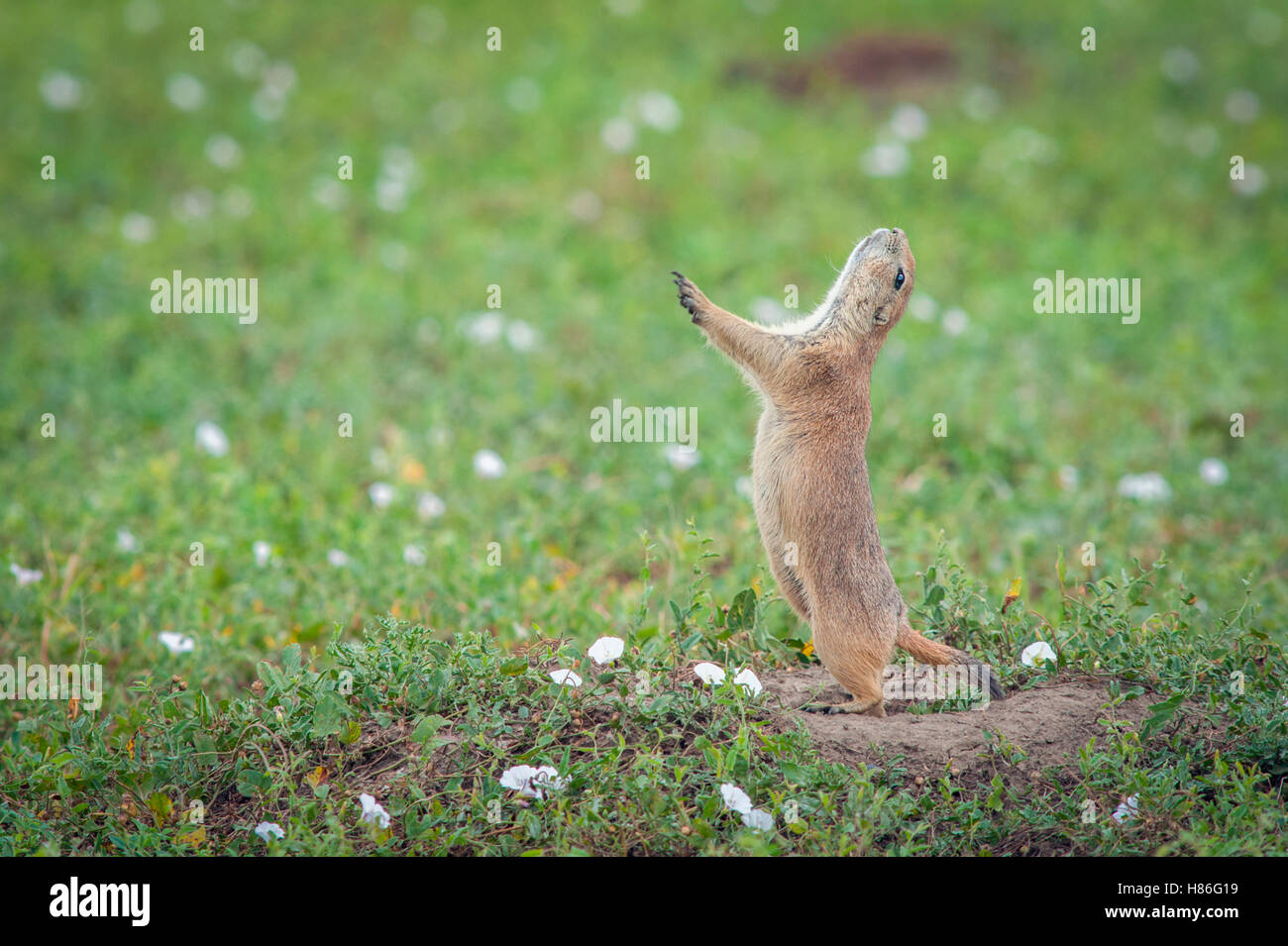 Black-tailed Prairie Dog (Cynomys ludovicianus) sounding alarm call ...