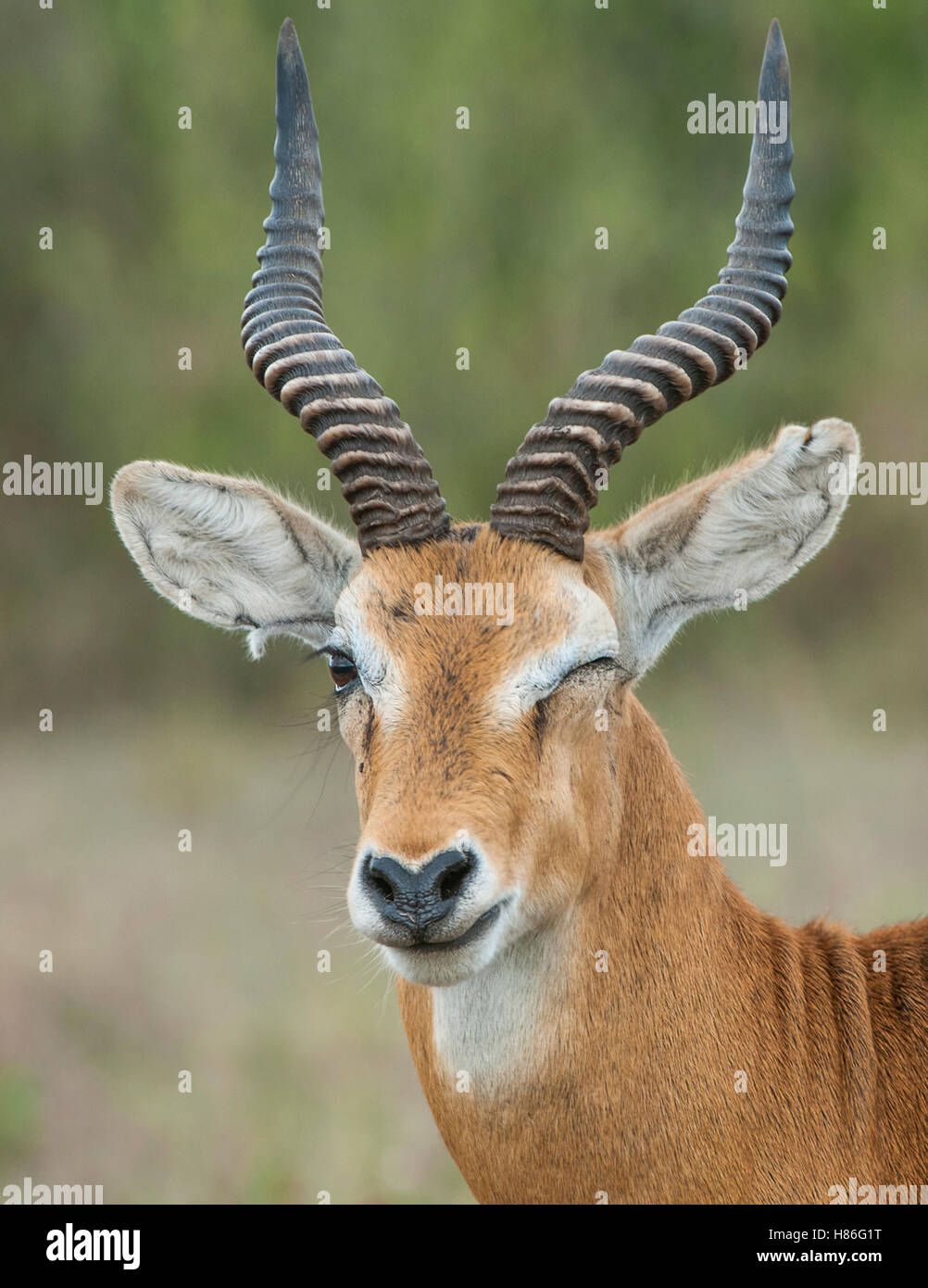 Kob (Kobus kob) male, Queen Elizabeth National Park, Uganda Stock Photo ...