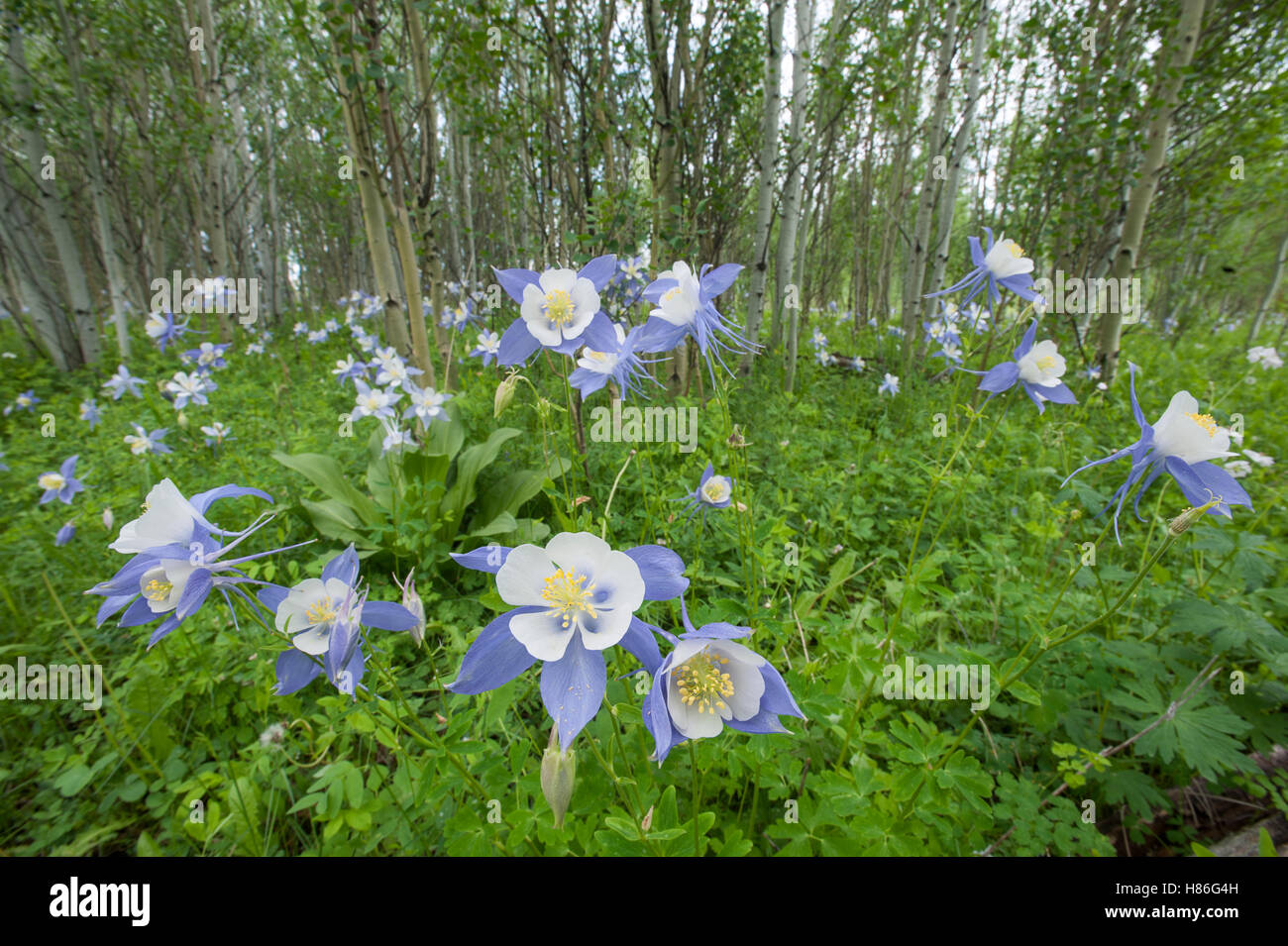 Columbine (Aquilegia sp) flowers and Birch (Betula sp) trees, northern ...