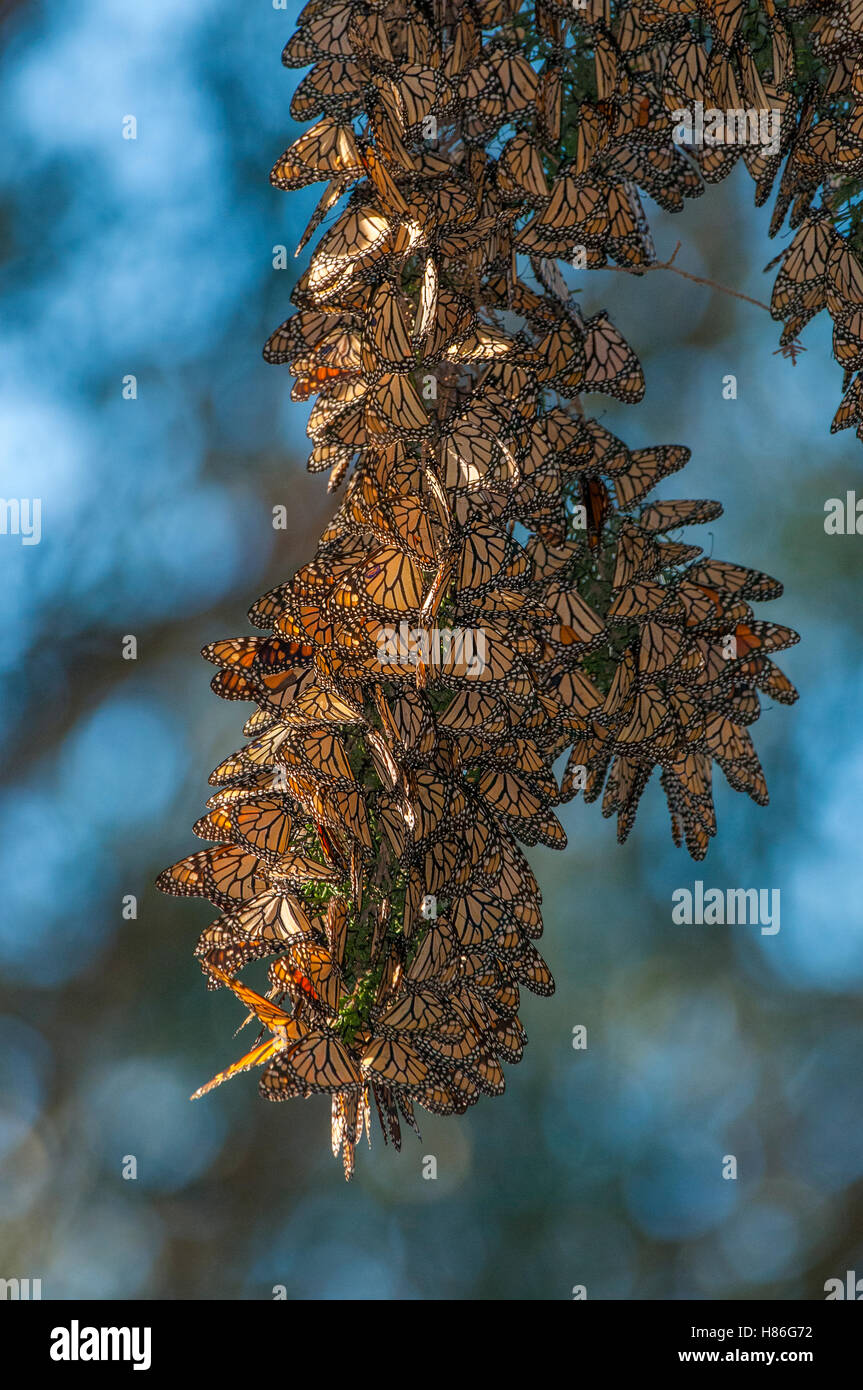 Monarch (Danaus plexippus) group wintering, Pismo Beach, California ...