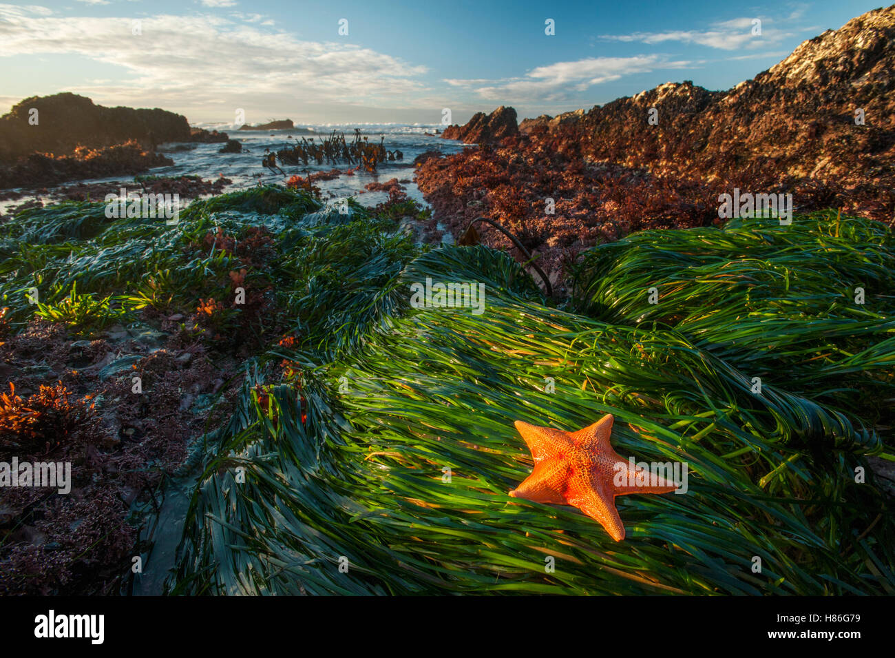 Bat Star (Asterina miniata) at low tide, Montana De Oro State Park, Los ...