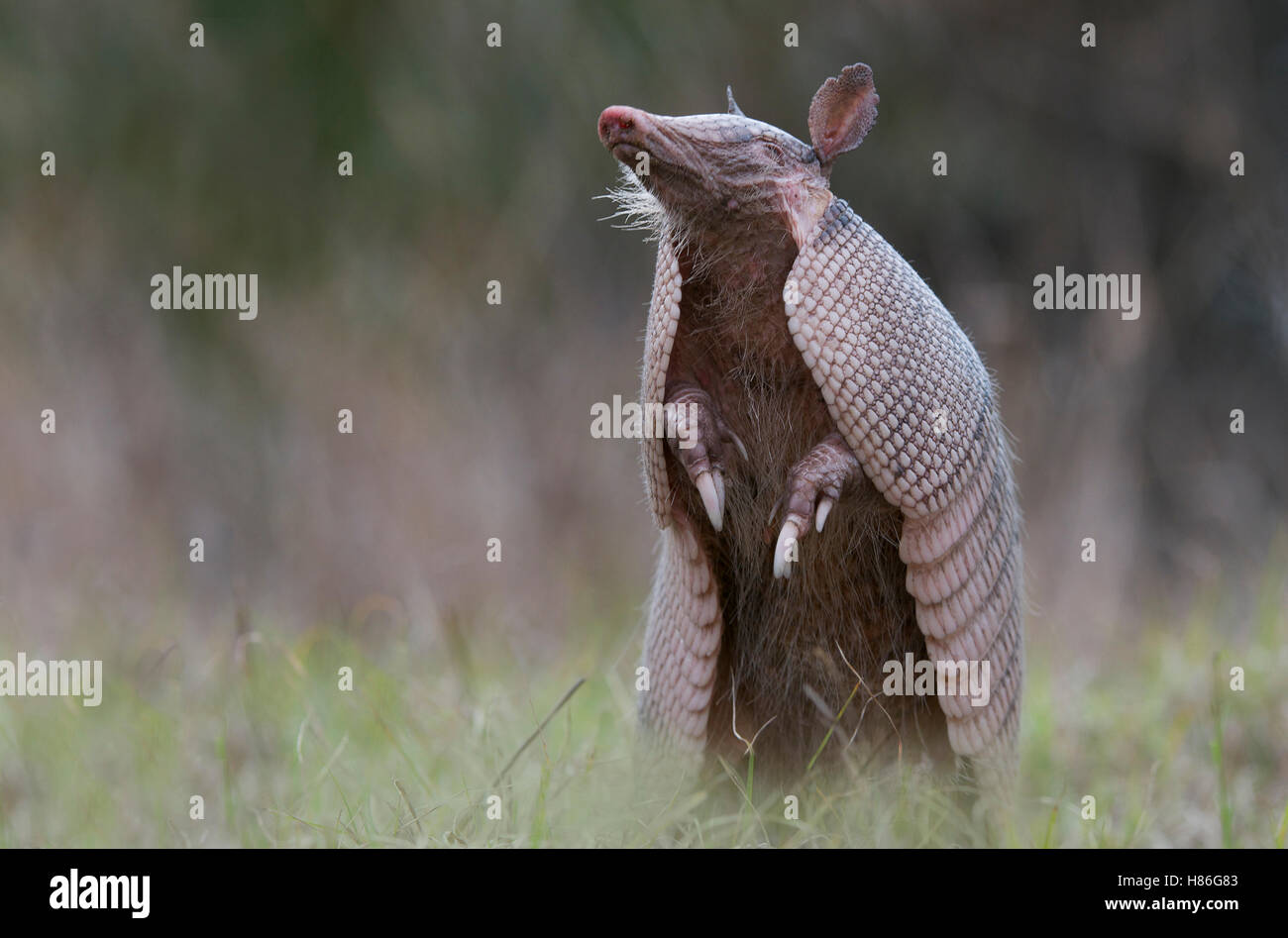 Nine-banded Armadillo (Dasypus novemcinctus) on alert, Merritt Island ...