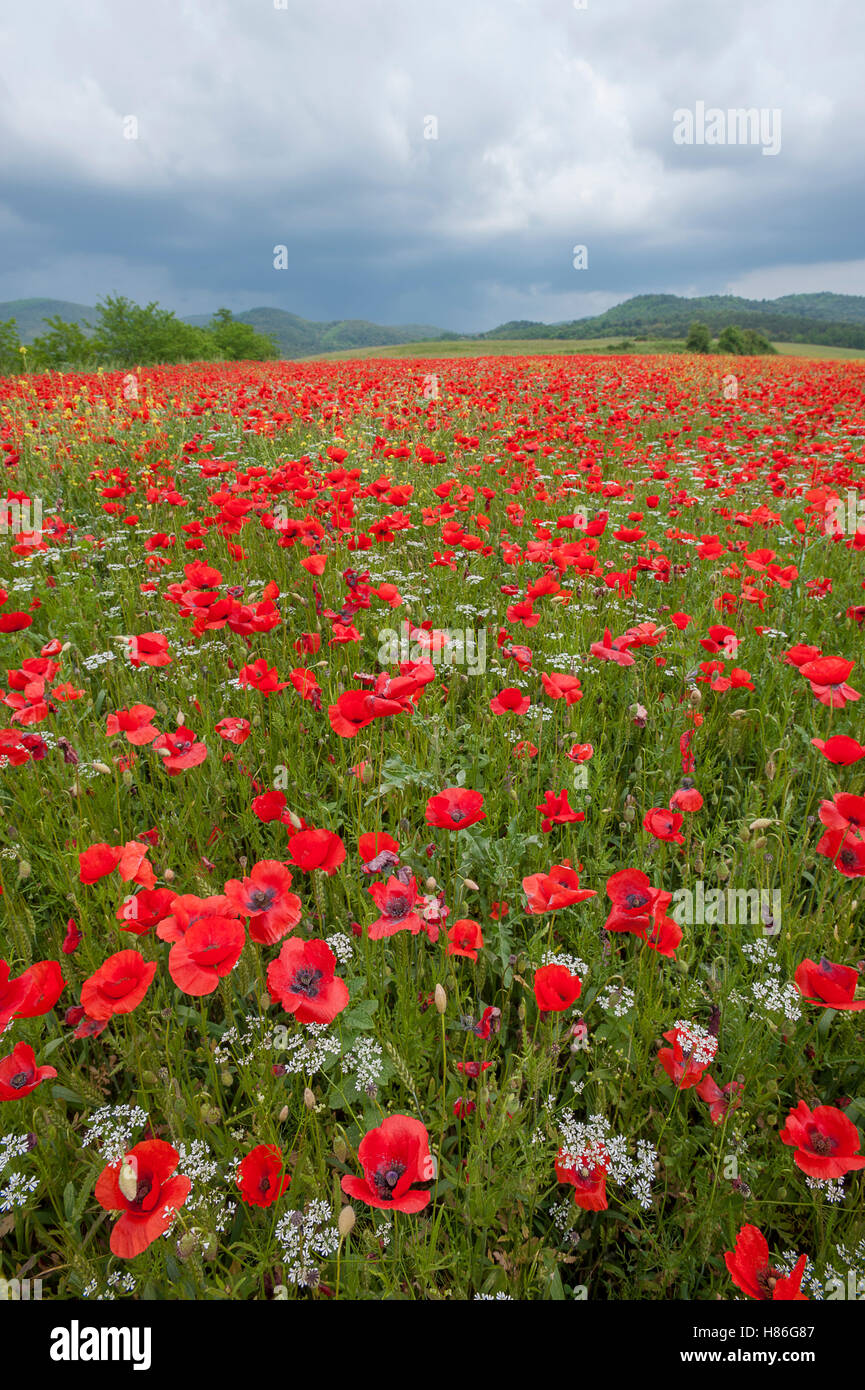 Red Poppy (Papaver rhoeas) flowers in field, Tuscany, Italy Stock Photo ...