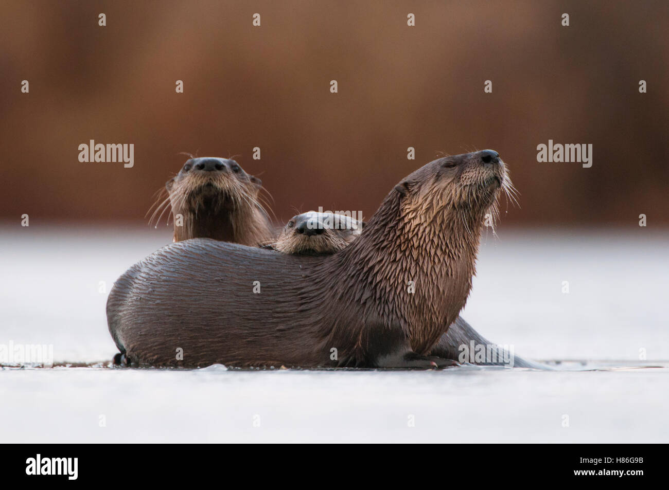 North American River Otter (Lontra canadensis) trio on ice, Muscatatuck ...