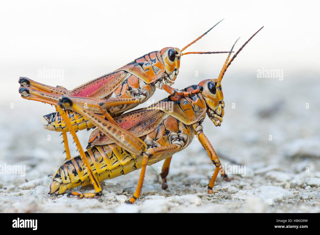 Eastern Lubber Grasshopper (Romalea guttata) pair mating, Fakahatchee ...