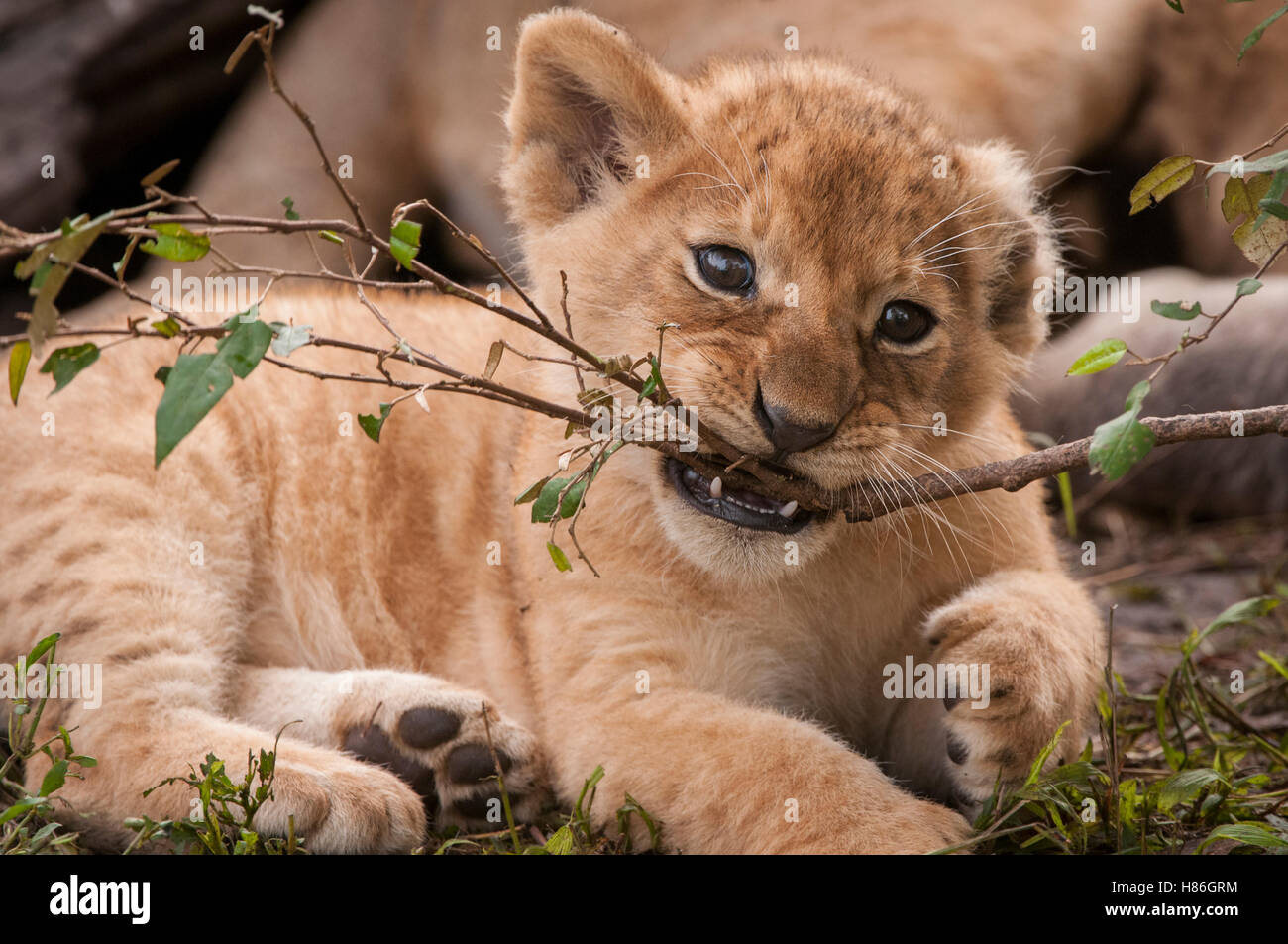 African Lion (Panthera leo) cub chewing branch, Masai Mara, Kenya Stock ...