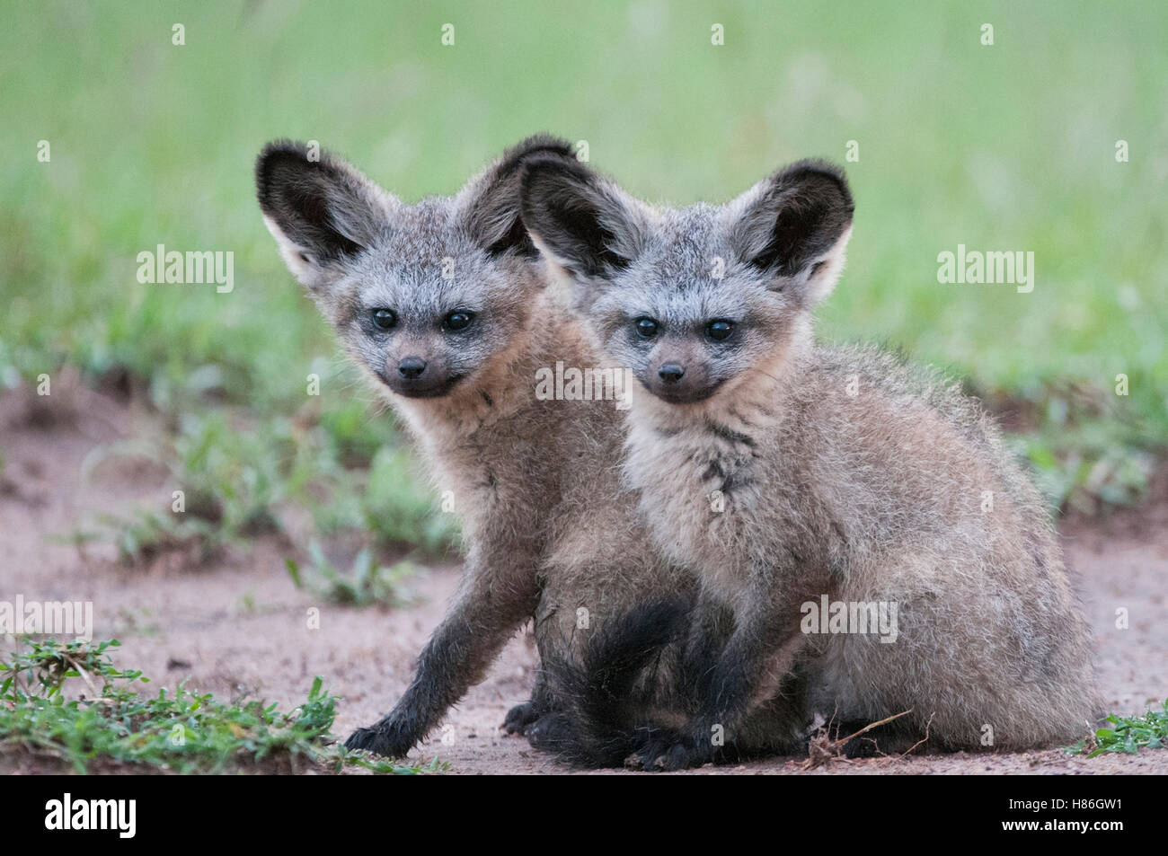 Bat-eared Fox (Otocyon megalotis) pups, Masai Mara, Kenya Stock Photo ...