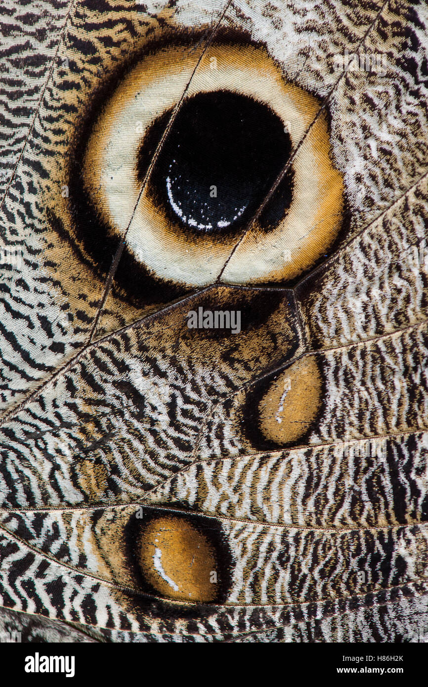 Forest Giant-Owl (Caligo eurilochus) butterfly wing with false eye spot ...