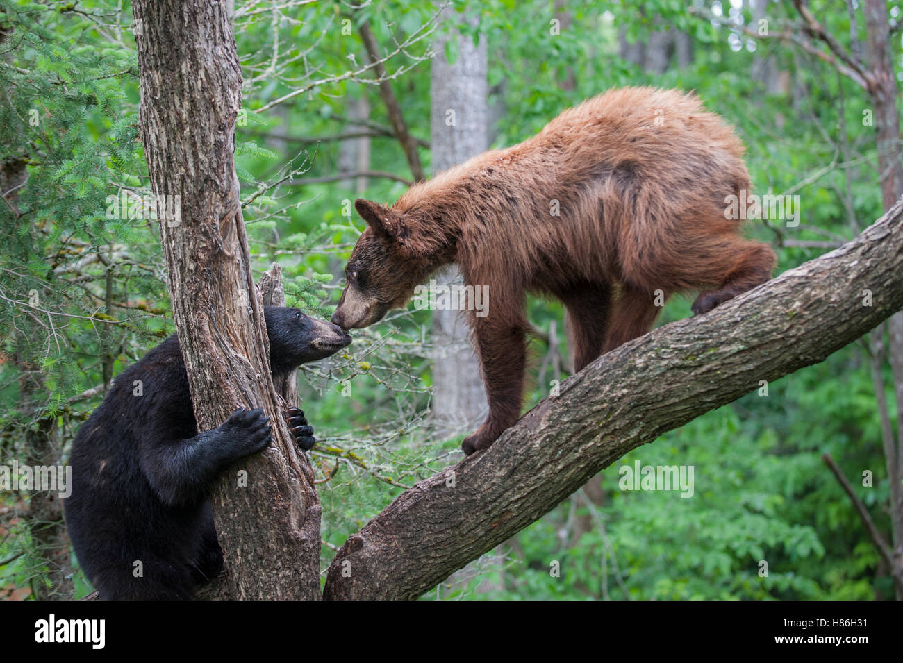 Black Bear (Ursus americanus) pair greeting in tree, Orr, Minnesota ...