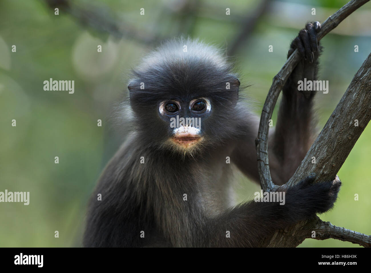 Dusky Leaf Monkey (Trachypithecus obscurus) juvenile, Khao Sam Roi Yot ...