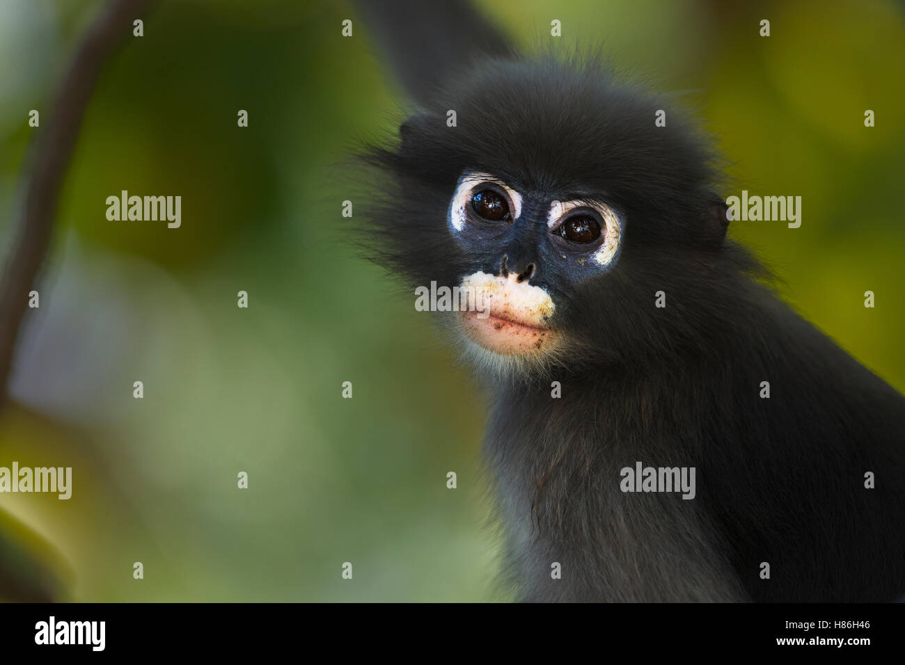 Dusky Leaf Monkey (Trachypithecus obscurus) juvenile, Khao Sam Roi Yot ...
