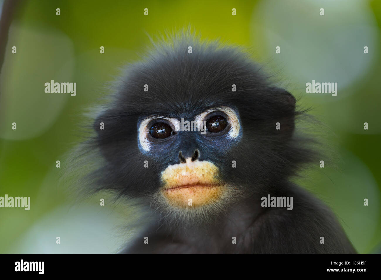 Dusky Leaf Monkey (Trachypithecus obscurus) juvenile, Khao Sam Roi Yot ...