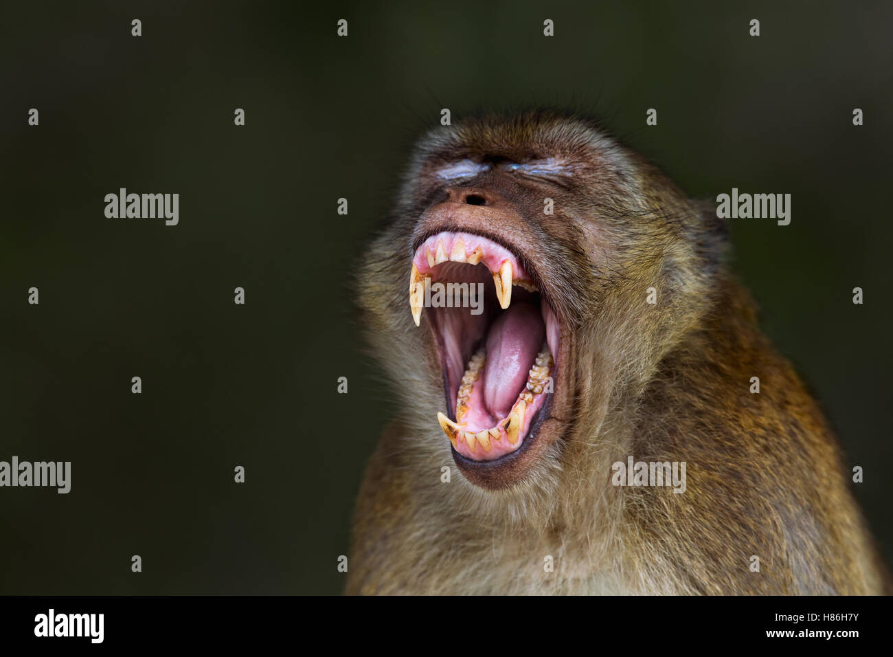 Long-tailed Macaque (Macaca fascicularis) male yawning, Khao Sam Roi ...