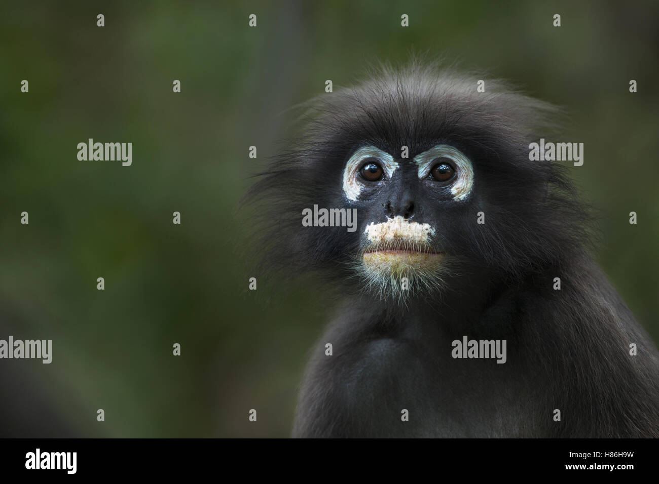 Dusky Leaf Monkey (Trachypithecus obscurus) male, Khao Sam Roi Yot ...