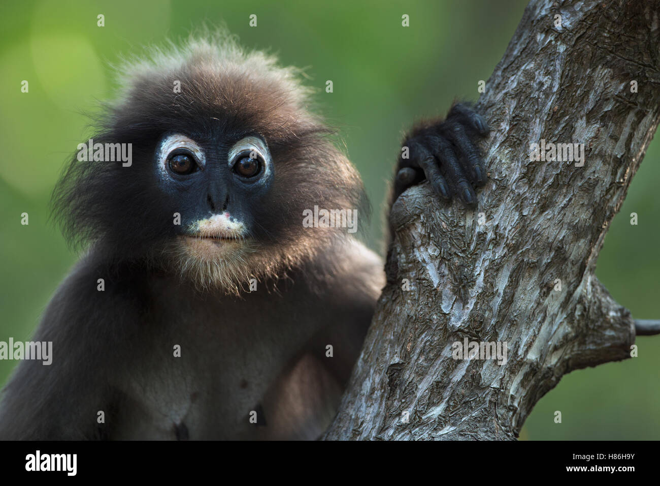Dusky Leaf Monkey (Trachypithecus obscurus) female, Khao Sam Roi Yot ...