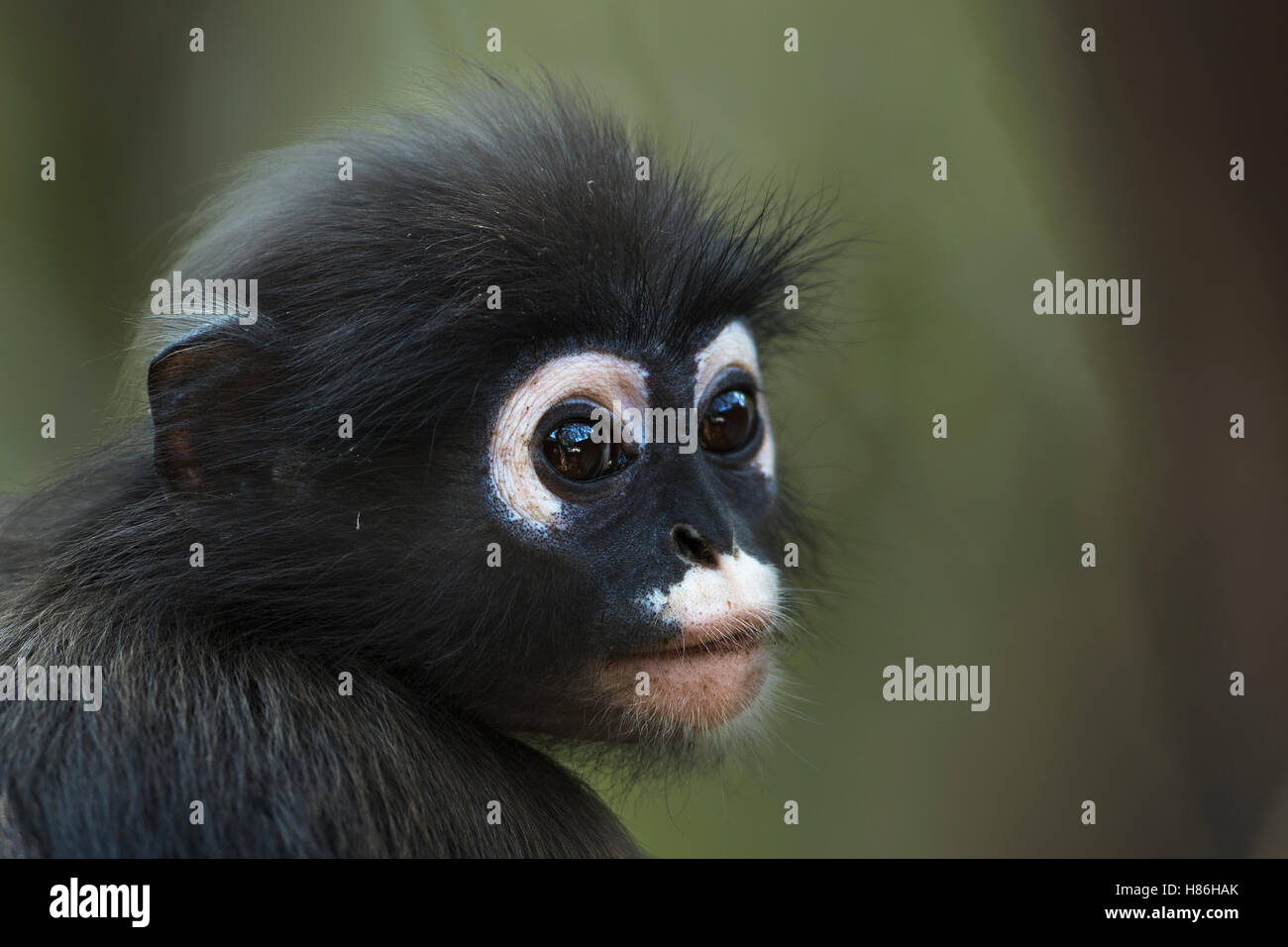 Dusky Leaf Monkey (Trachypithecus obscurus), Khao Sam Roi Yot National ...