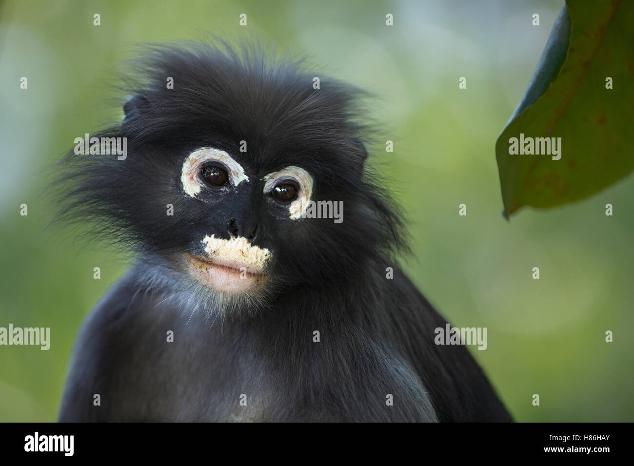 Dusky Leaf Monkey (Trachypithecus obscurus), Khao Sam Roi Yot National ...