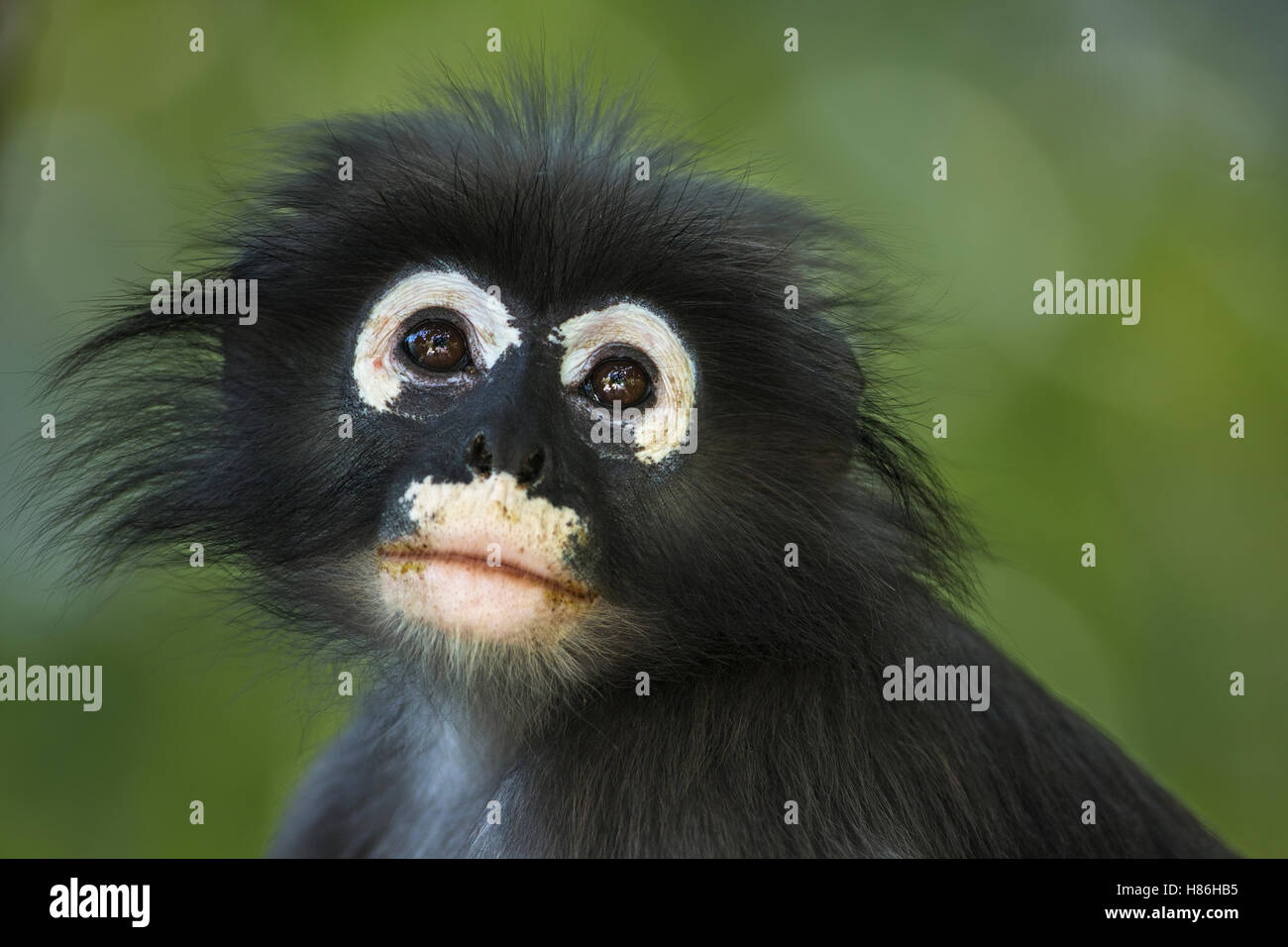 Dusky Leaf Monkey (Trachypithecus obscurus), Khao Sam Roi Yot National ...